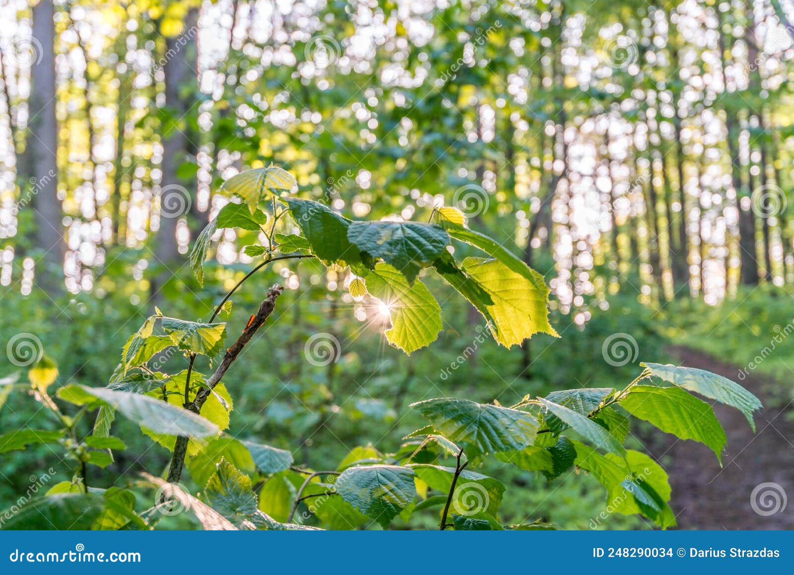Sun on a Leave, Forest in Spring Stock Photo - Image of view, natural ...