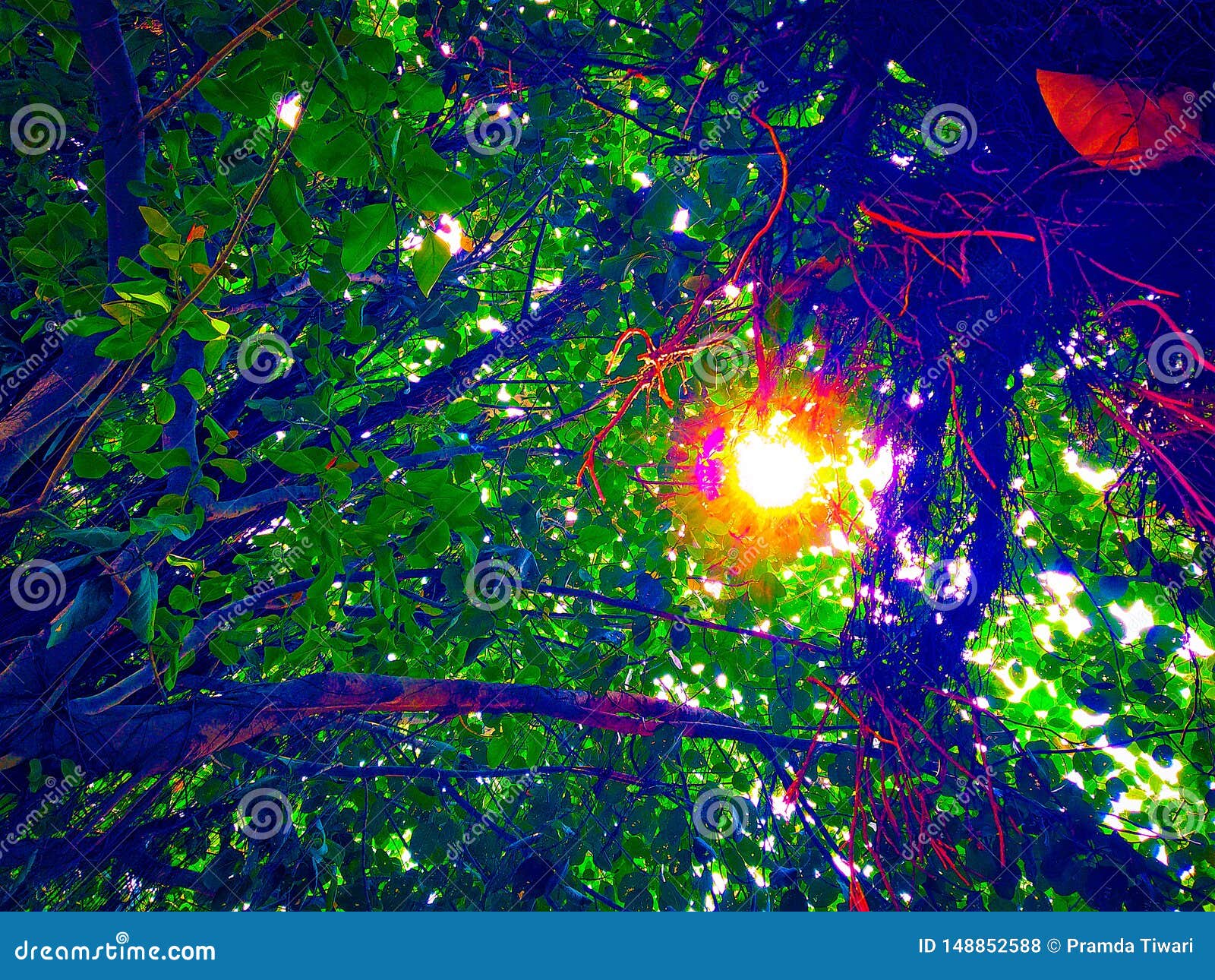 Sun through the leaves. stock photo. Image of prop, illuminating ...