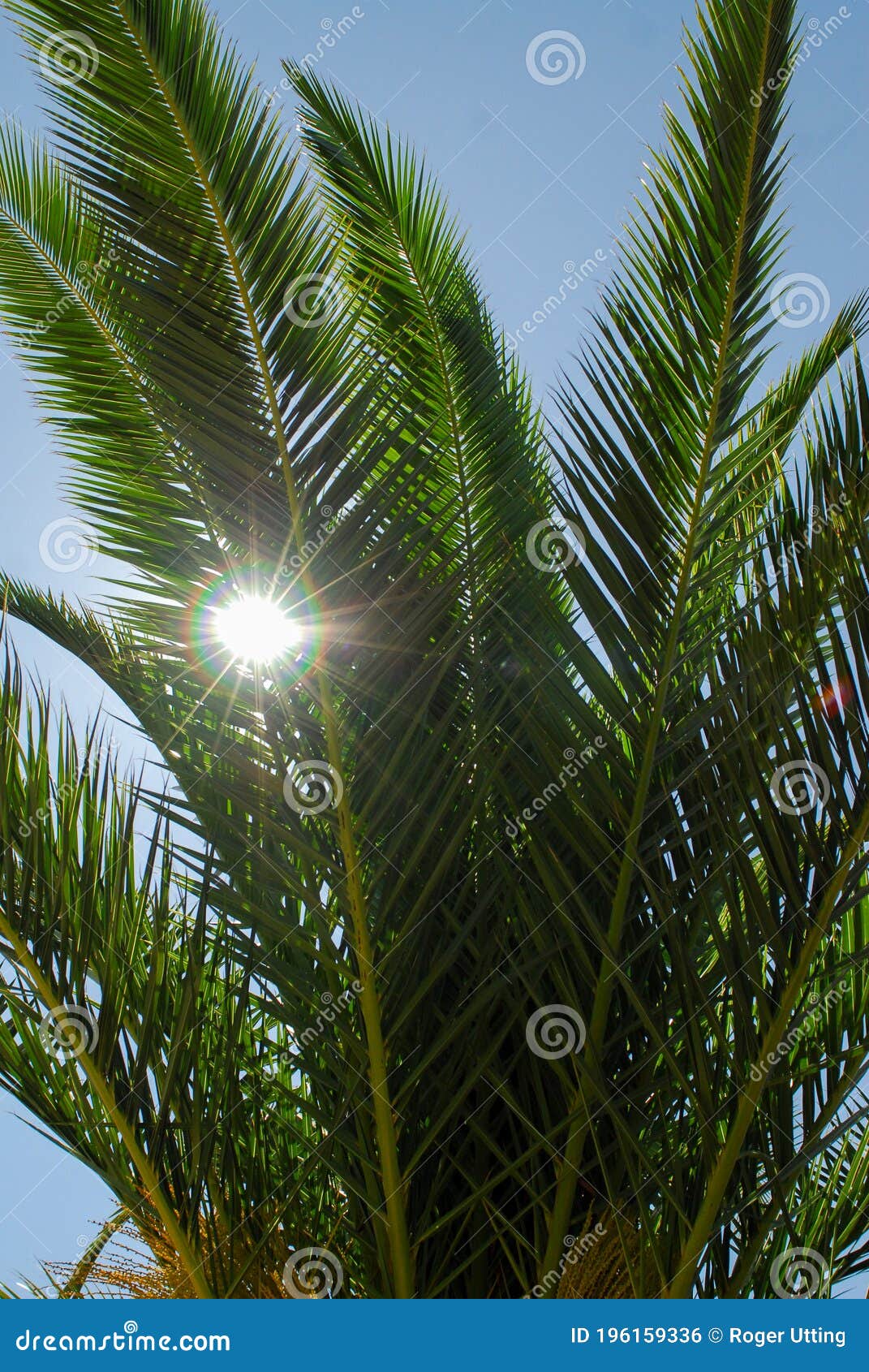 Sun through the leaves stock photo. Image of nature - 196159336