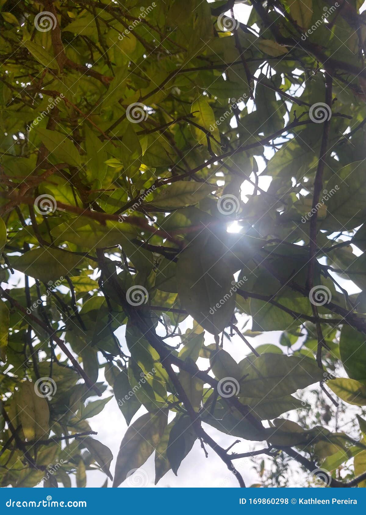 Sun through leaves stock photo. Image of tree, summer - 169860298