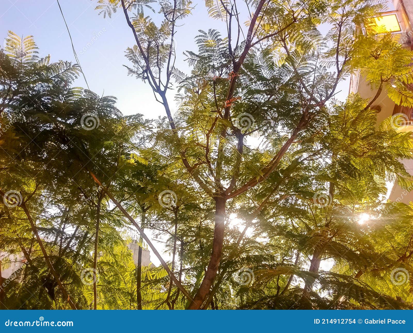 Sun through leaves stock photo. Image of abstract, leaved - 214912754