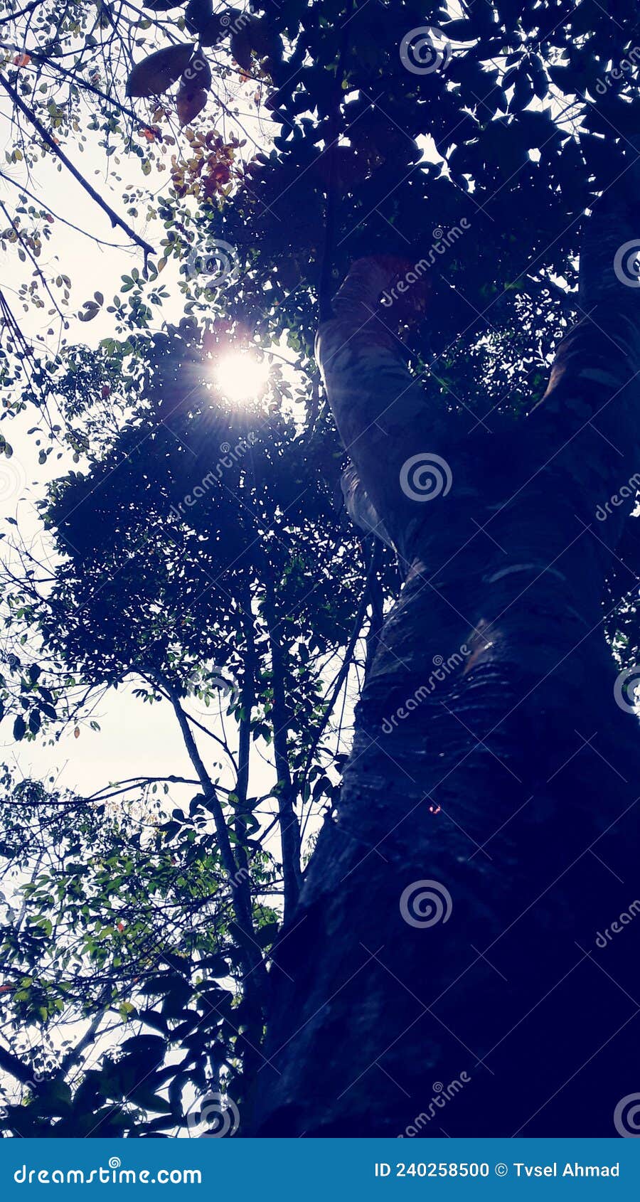 The Sun through the Leaves of the Trees. Stock Photo - Image of ...