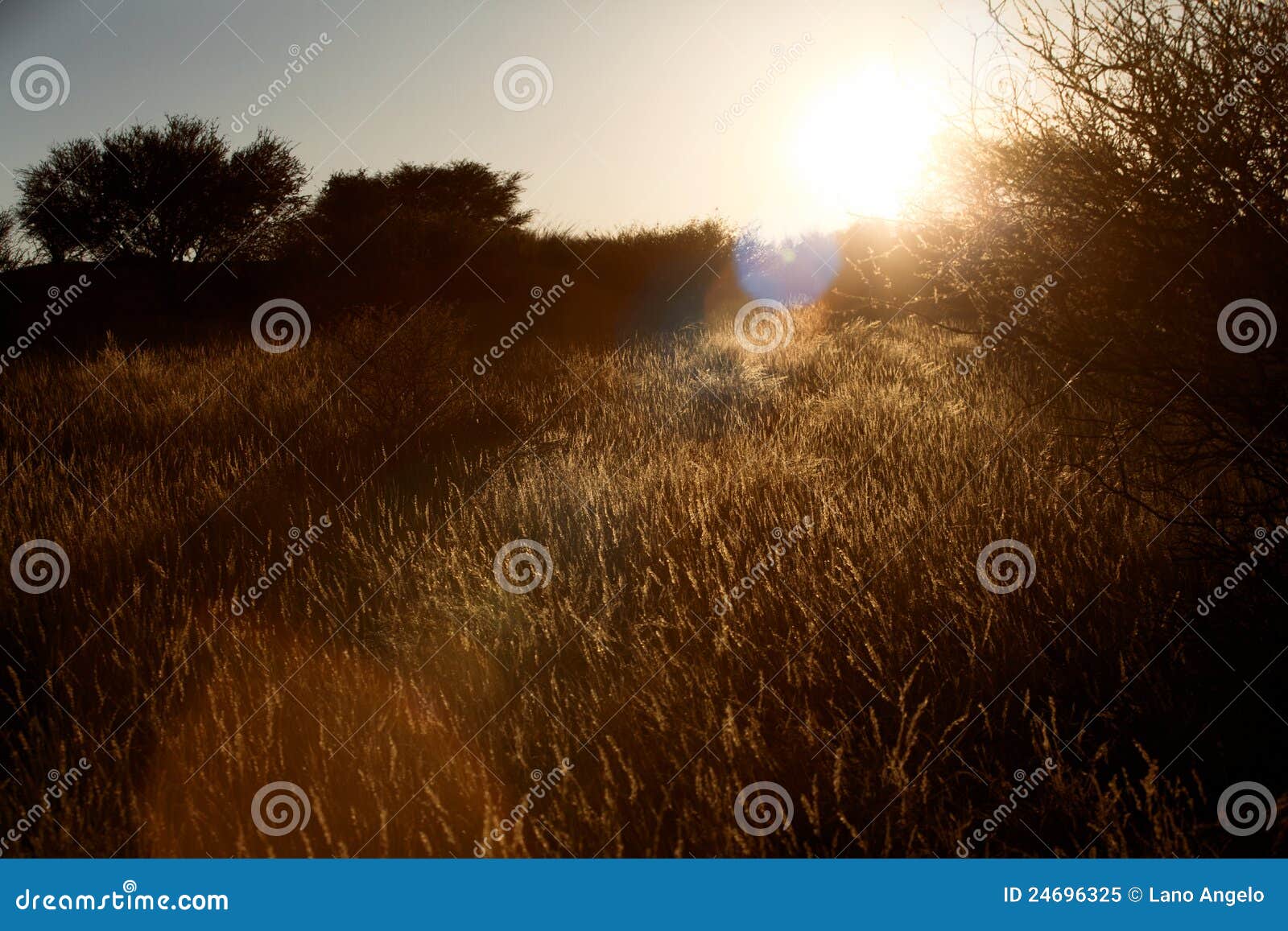 Sun Lens Flare on the Heathland at Sunset Stock Image - Image of lens ...