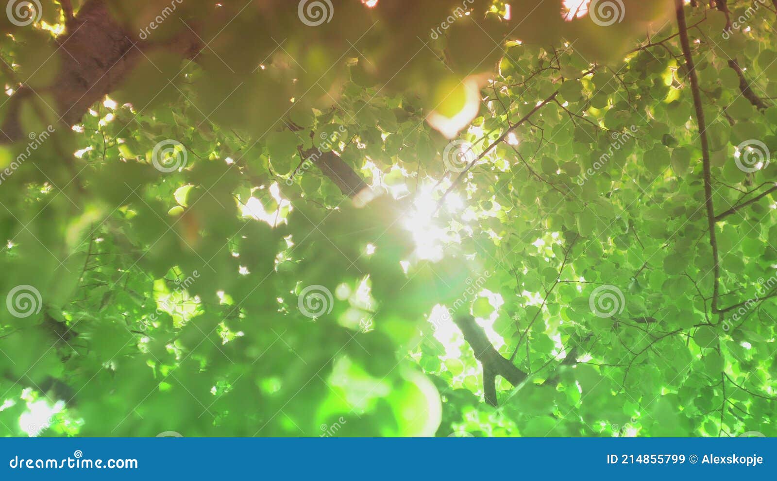 Sun Lens Flare Shining through Trees Stock Image - Image of leaf, glow ...