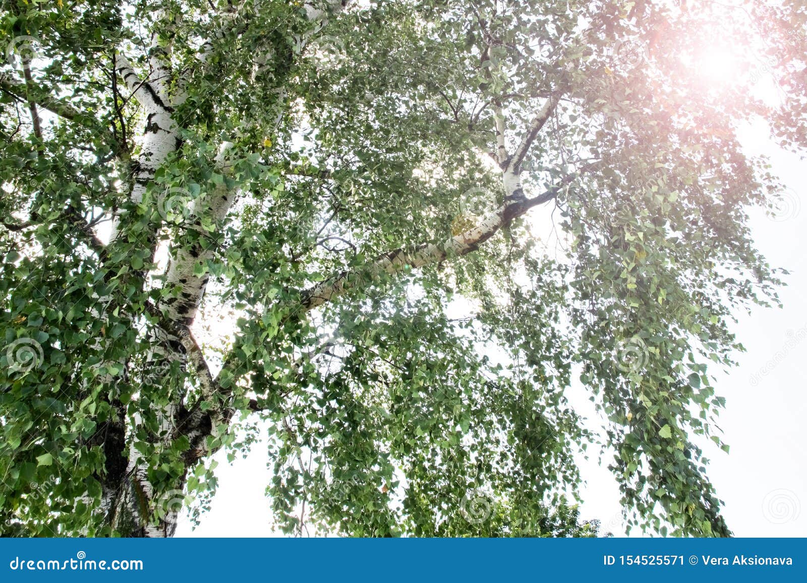 Sun Light through Birch Branches Close Up Stock Image - Image of fresh ...