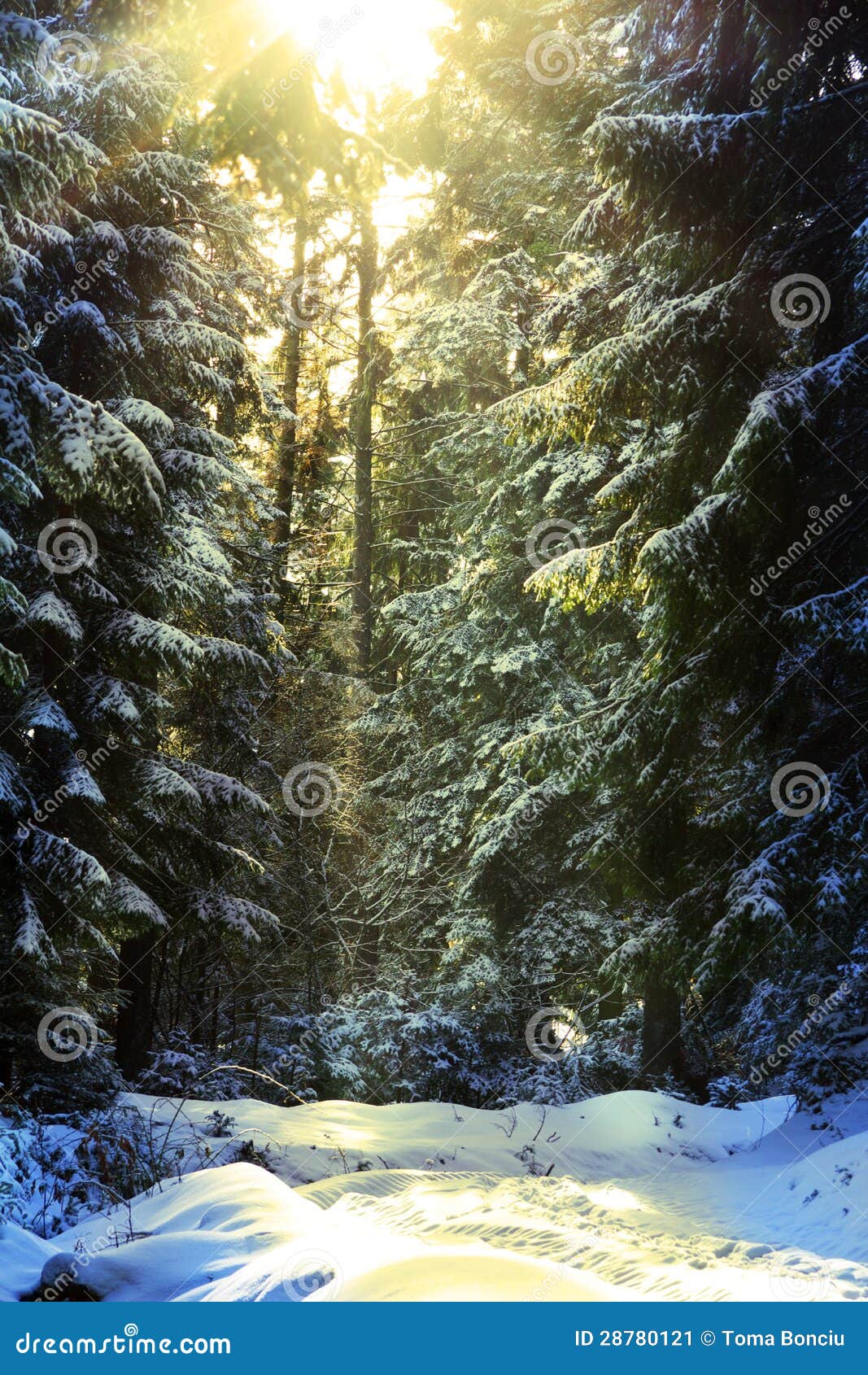 Sun Light Coming Down during Winter into the Forest Stock Image - Image ...