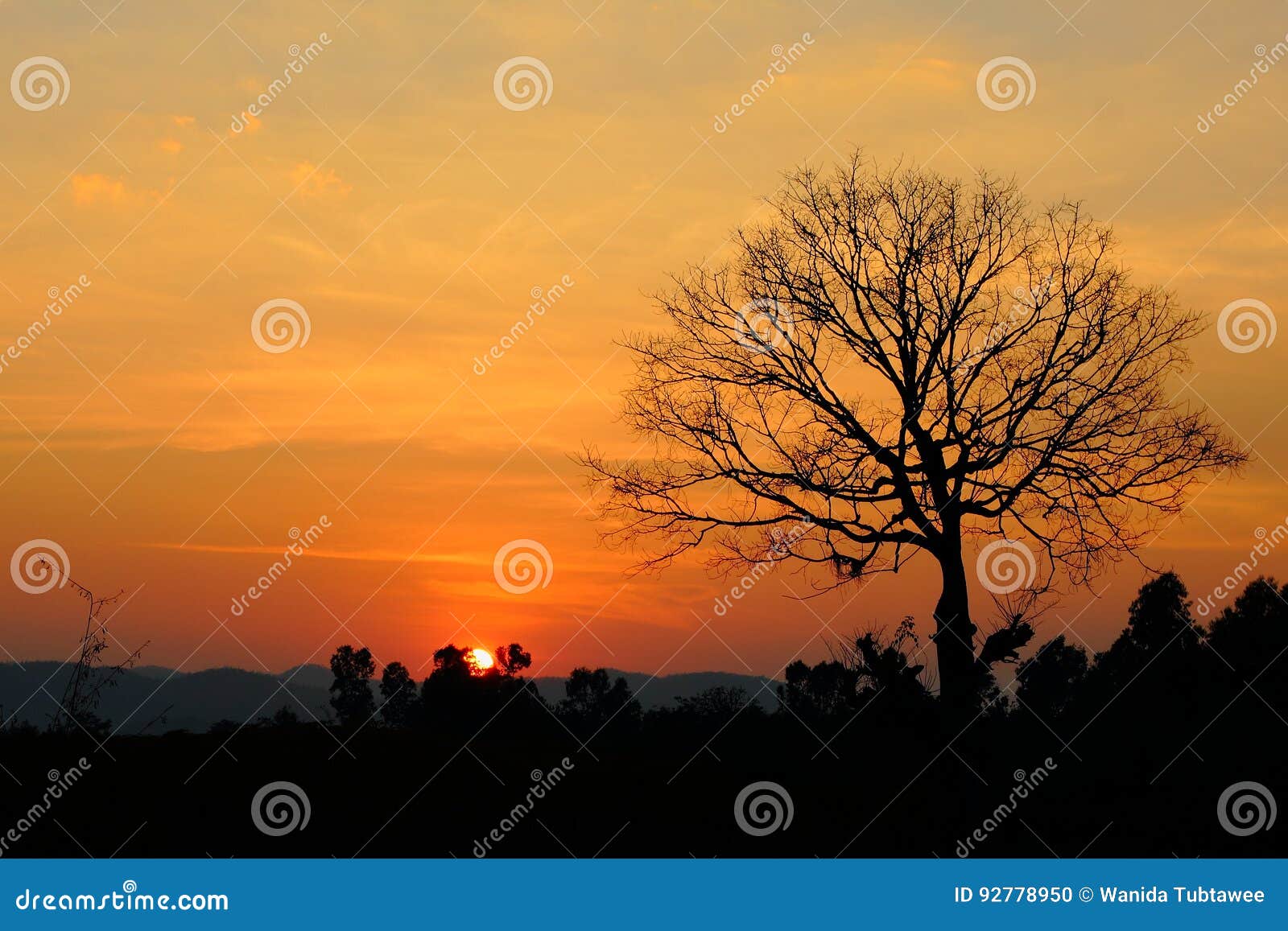 Sun Light with Dry Trees,sky,sunset. Stock Photo - Image of scene ...