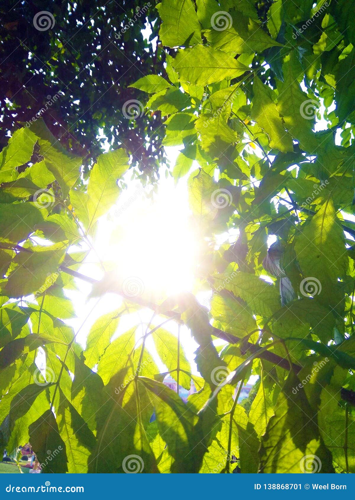 The Sun Light Face To the Leaves of Tree Stock Image - Image of ...