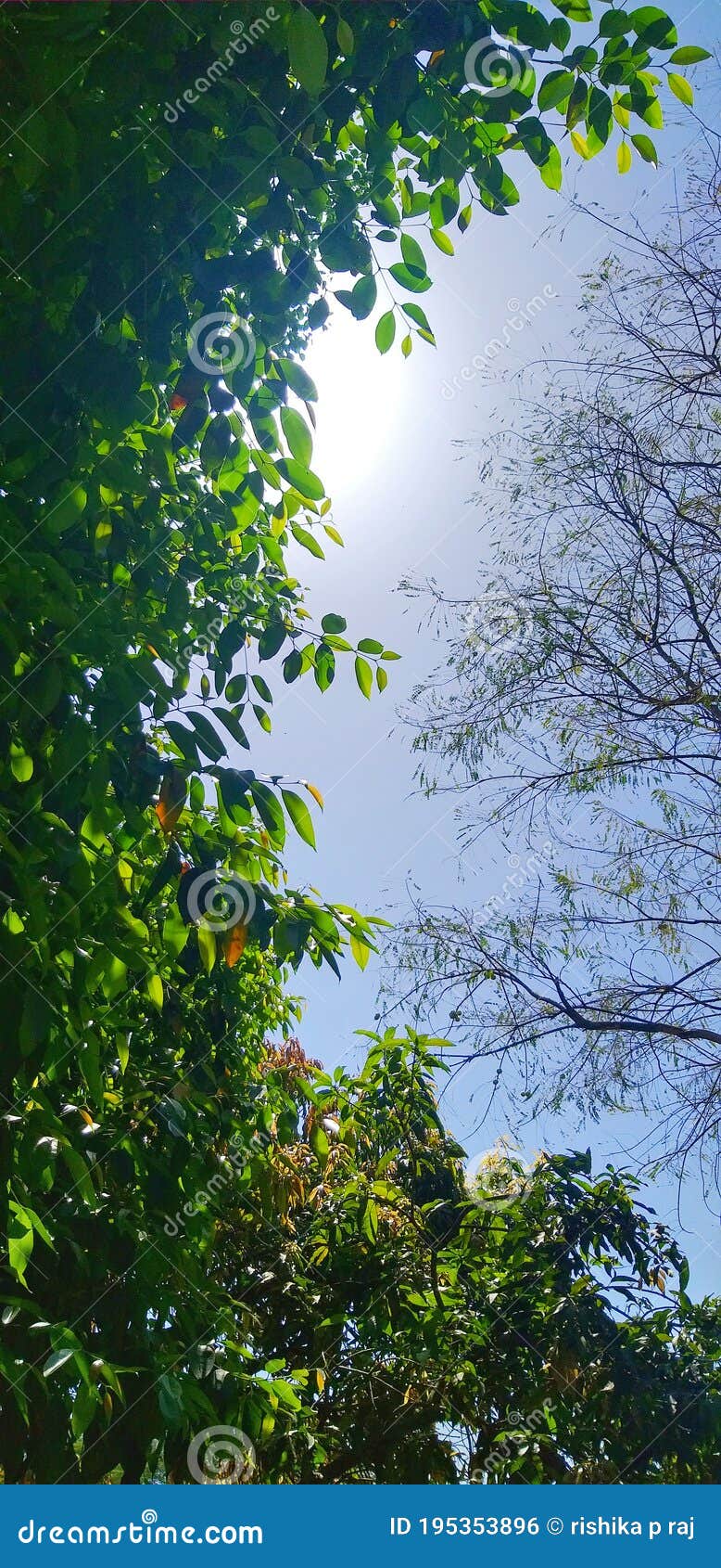 Sun Light Falling on Leaves Stock Photo - Image of forest, deciduous ...