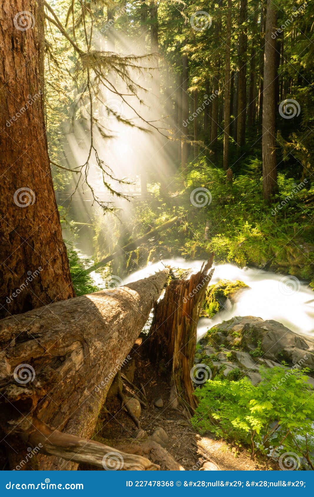Sun Light Falling on the River through the Dense Forest , Sol Duc Falls ...