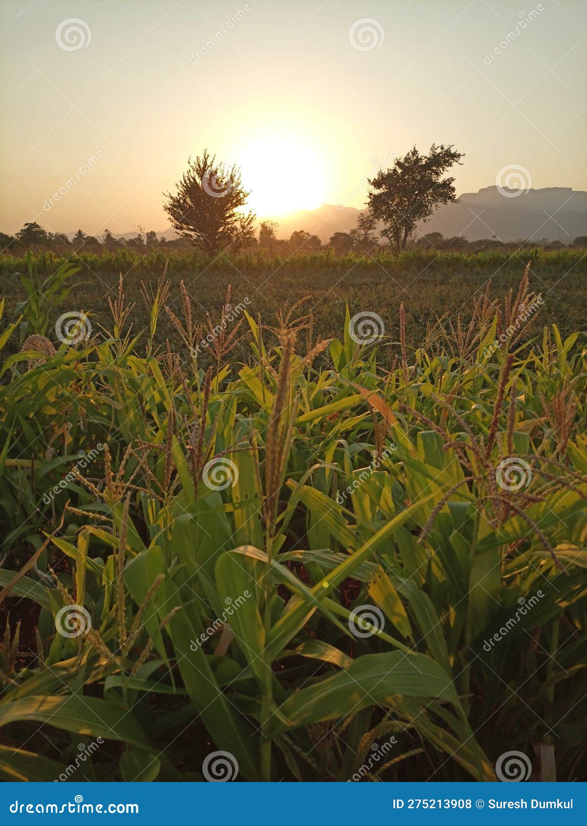 Sun light and farming maze stock photo. Image of plant - 275213908