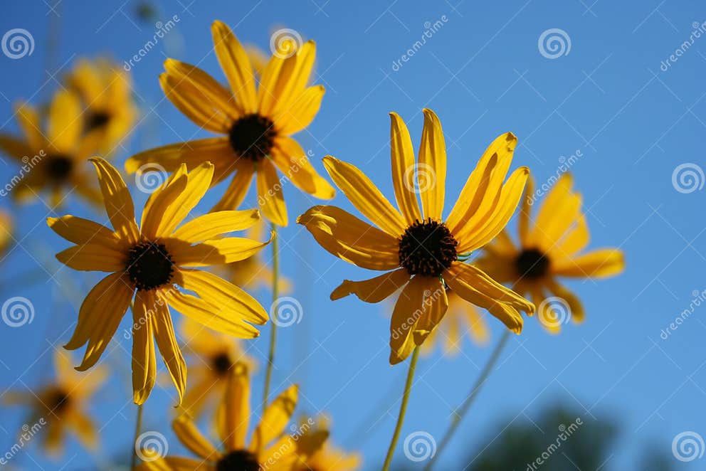 Sun-light flowers stock image. Image of florist, horitculture - 849043