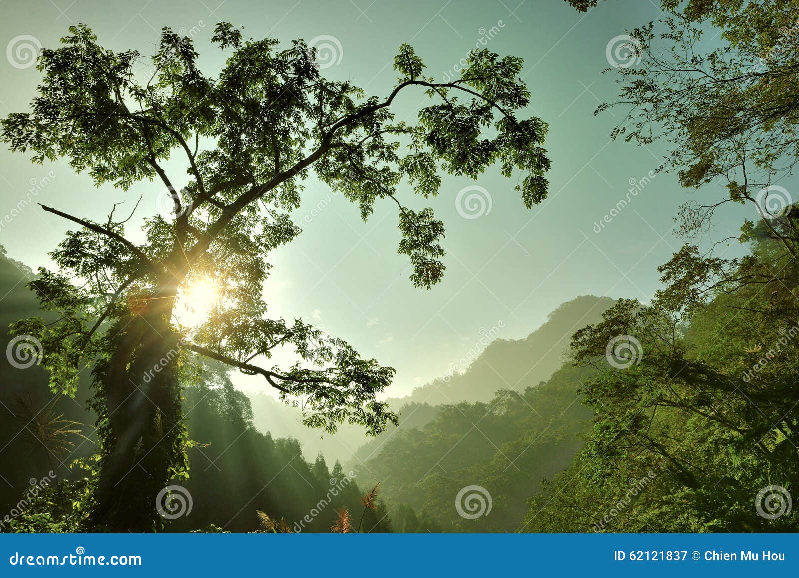 Sun light in the forest stock image. Image of green, candid - 62121837