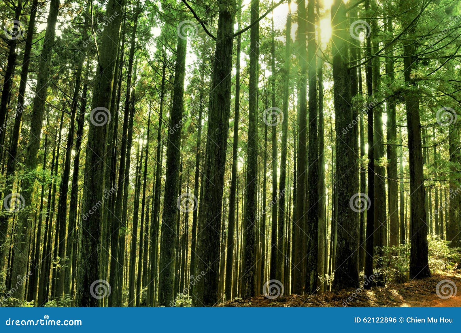 Sun light in the forest stock photo. Image of fall, mystery - 62122896