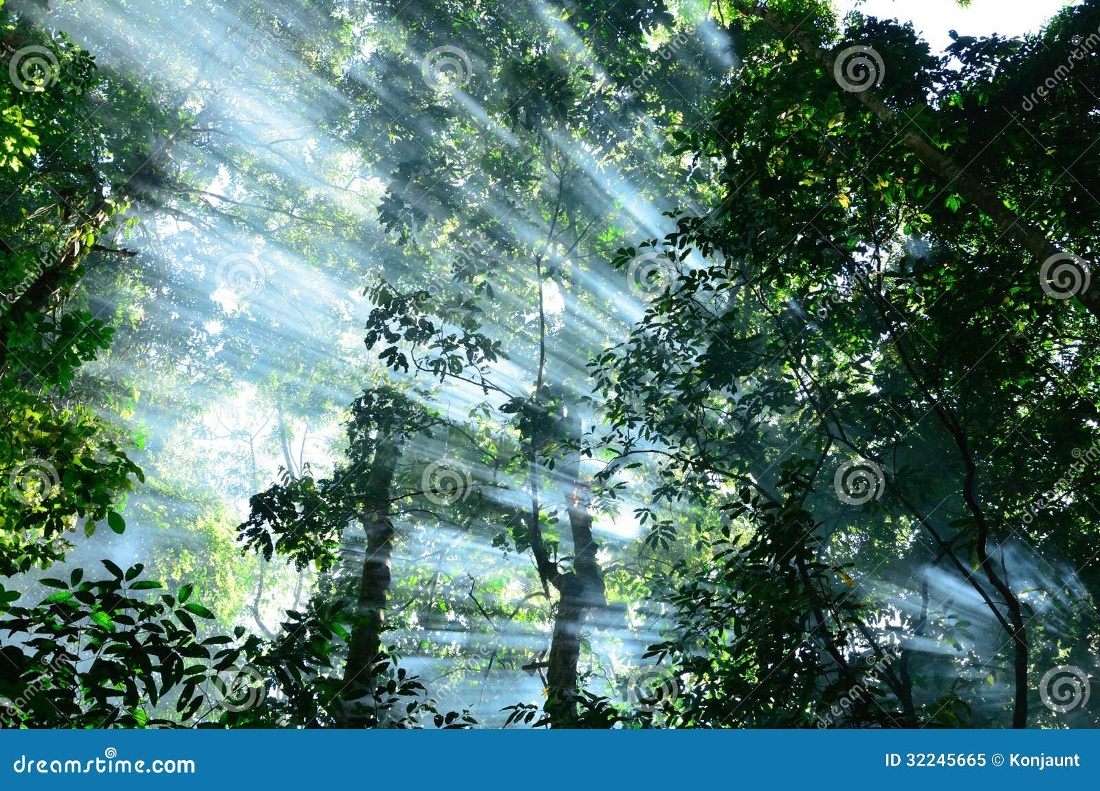 Sun light in forest stock image. Image of fall, foliage - 32245665