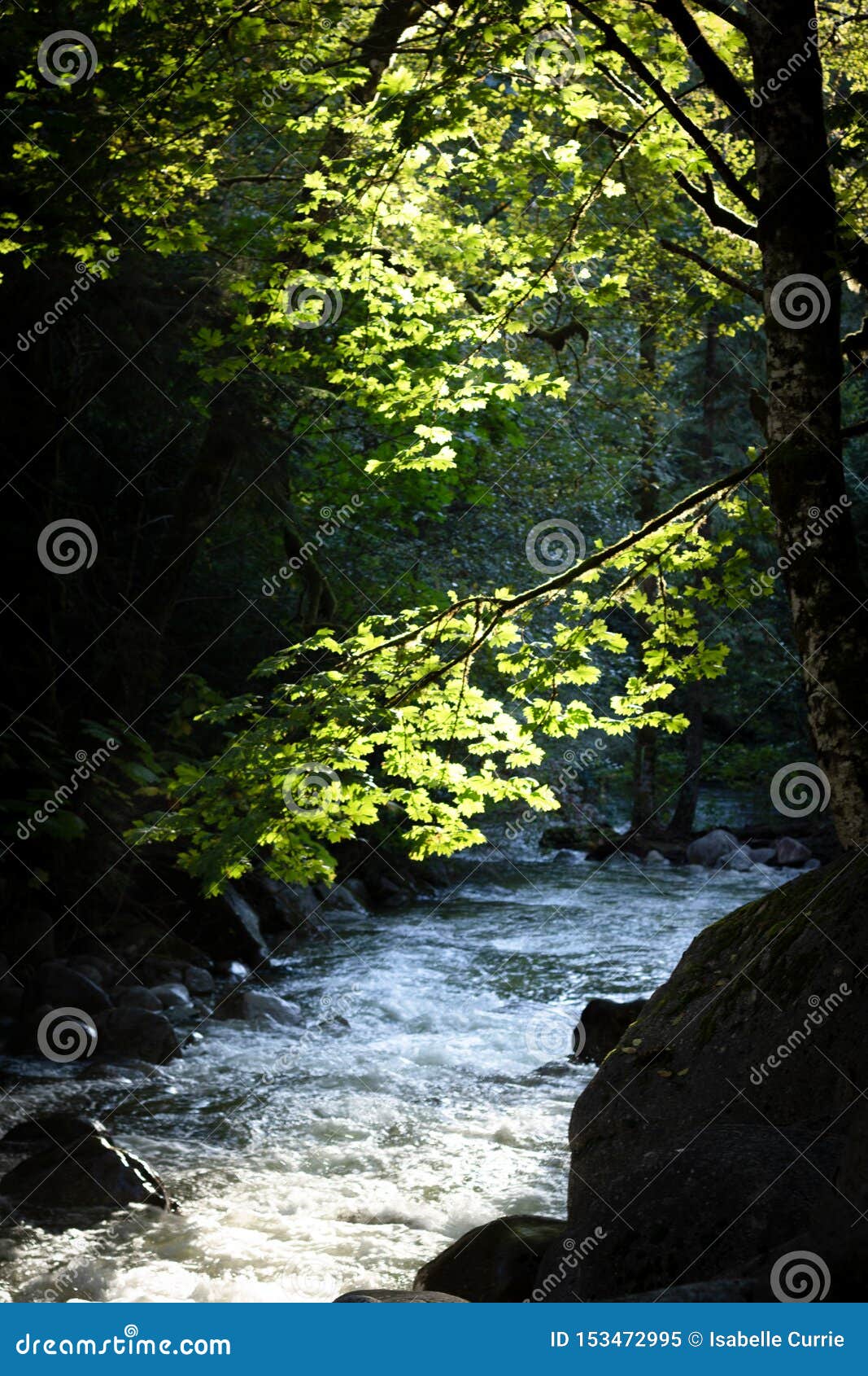 Sun Light on Leaves Over Stream Stock Image - Image of park, leaves ...