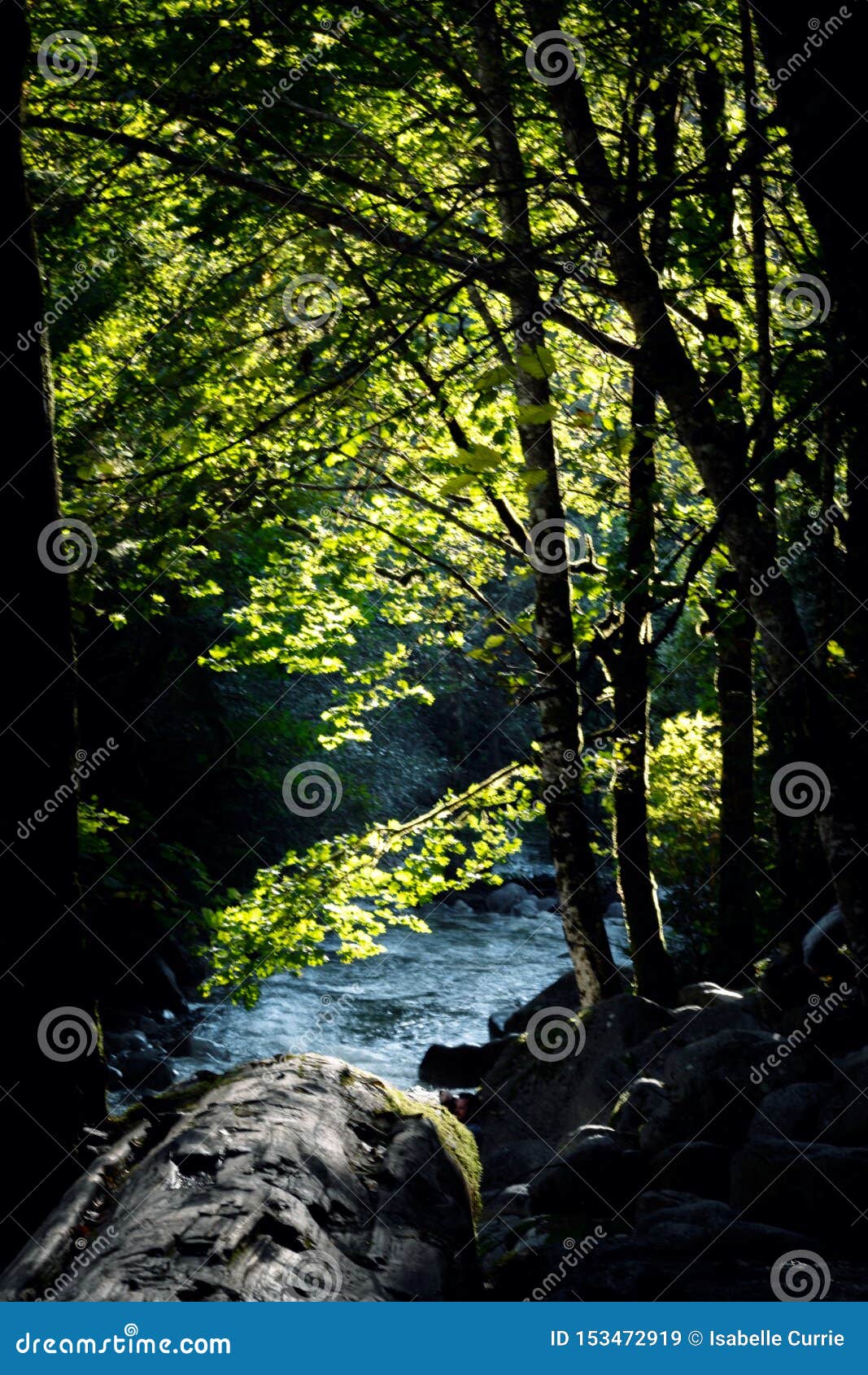 Sun Light on Leaves and Stream Stock Image - Image of stream, park ...