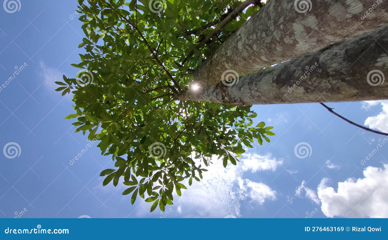 Sun Light in the Midle of Tree Stock Image - Image of midle, light ...