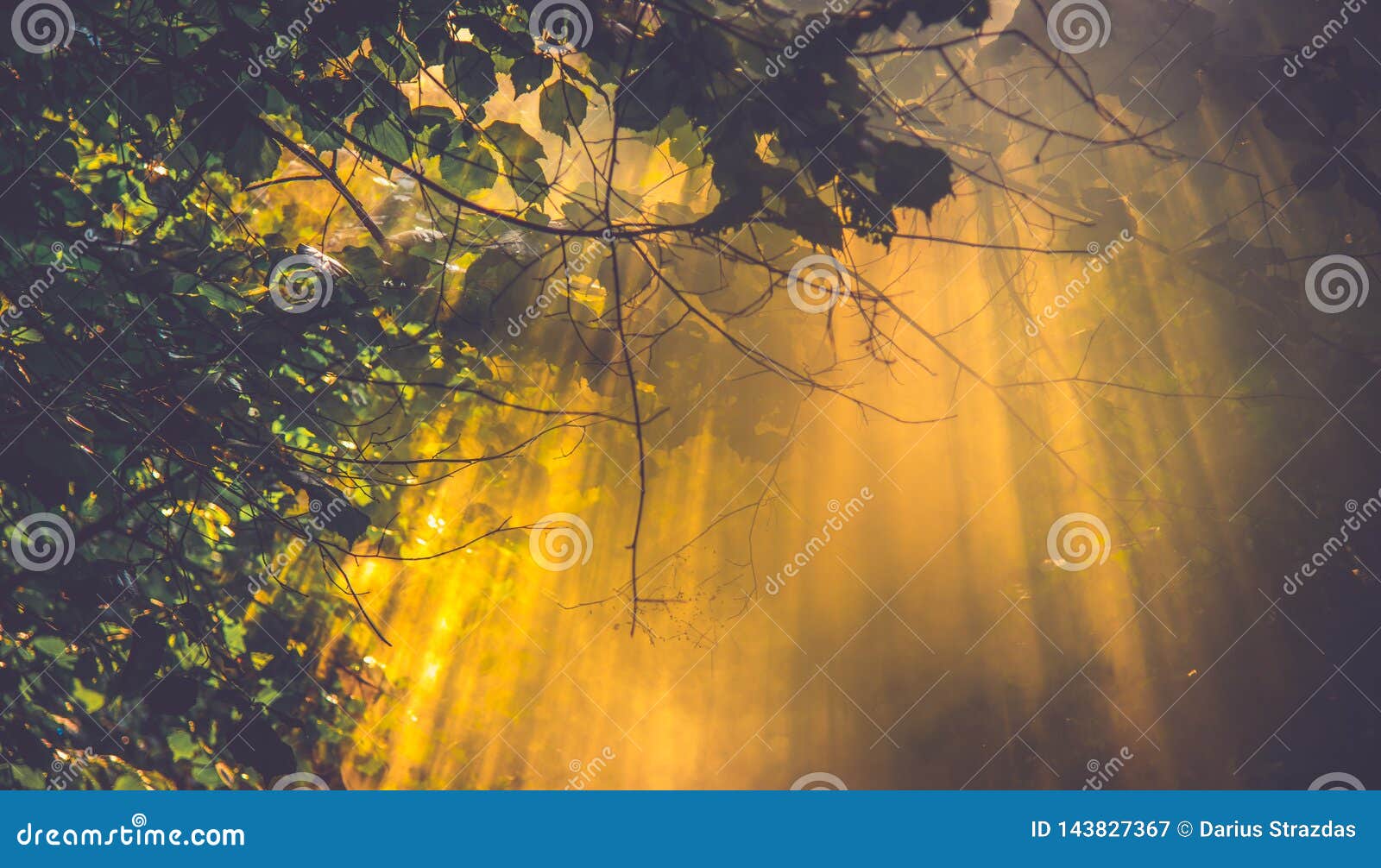 Sun light and mist stock image. Image of landscape, detailn - 143827367
