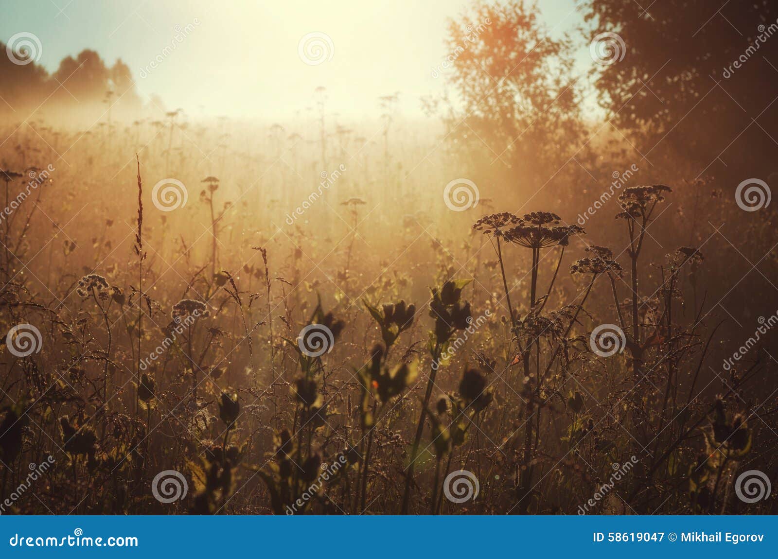 The sun light over field stock image. Image of sunrise - 58619047