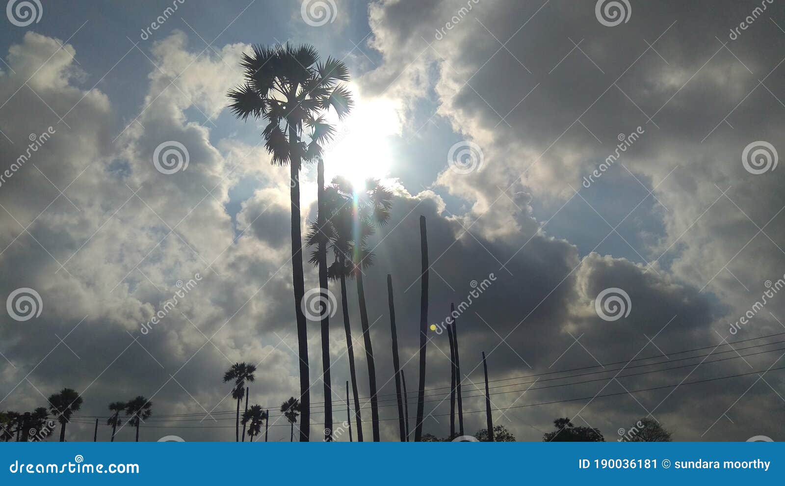 Sun light with palm tree stock image. Image of cloud - 190036181