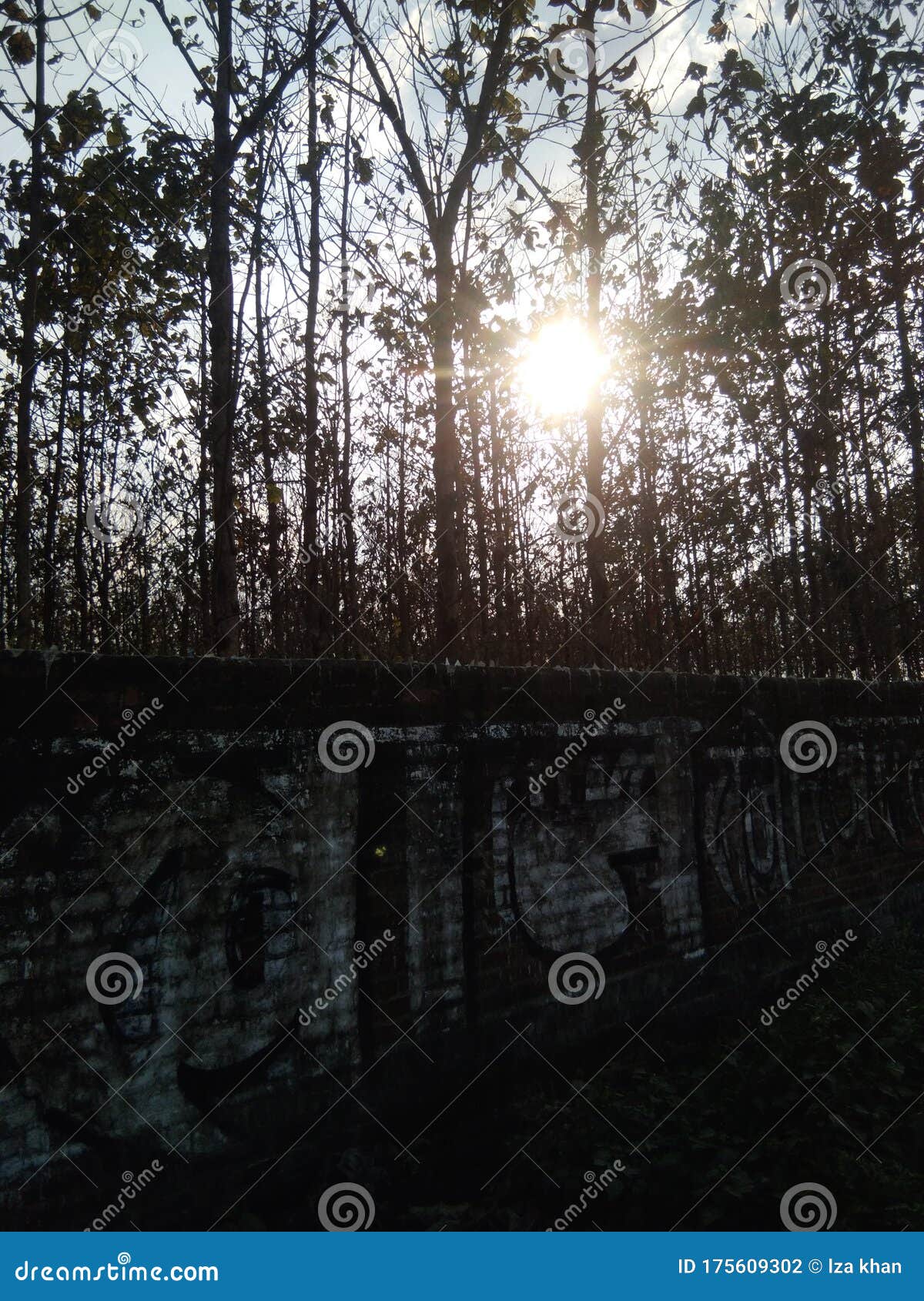 Sun Light Passing through between Tree Stock Photo - Image of passing ...