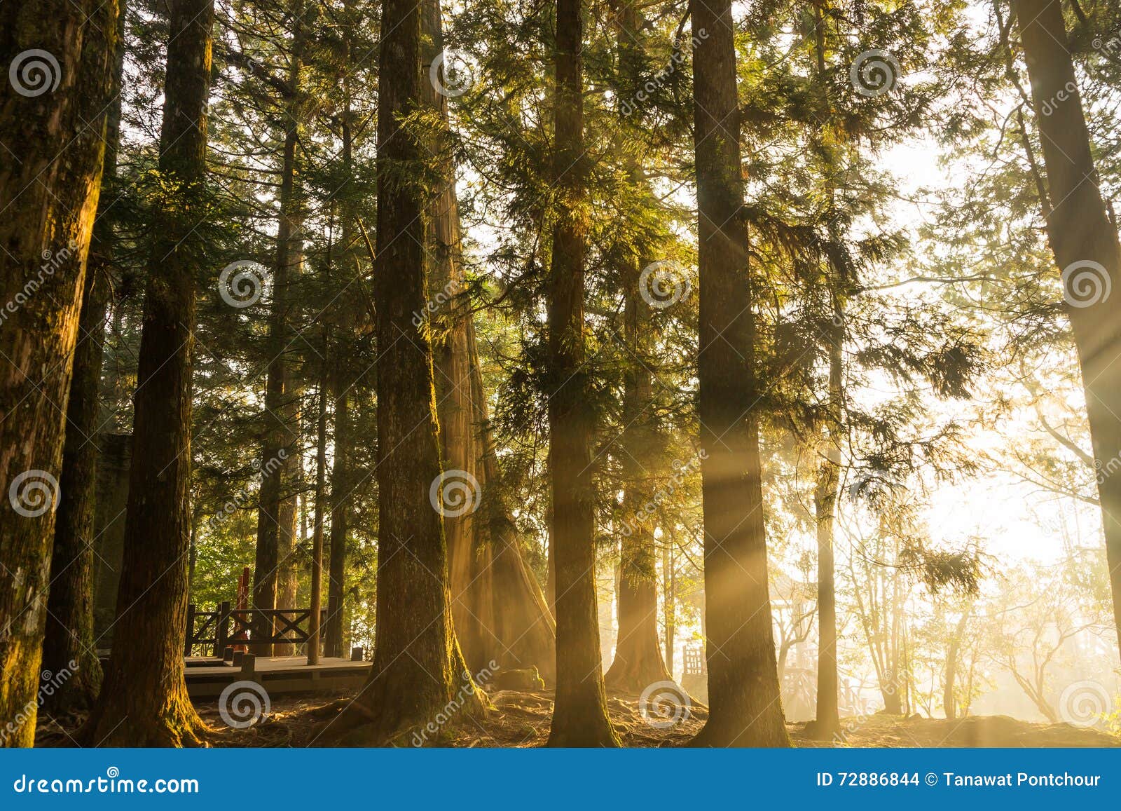 Sun Light Ray in Pine Forest. Stock Photo - Image of bright, autumn ...