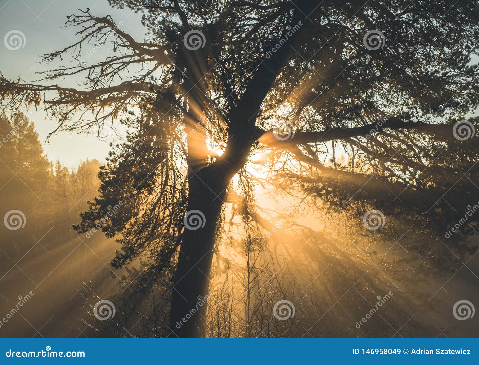 Sun light rays in the tree stock image. Image of foggy - 146958049