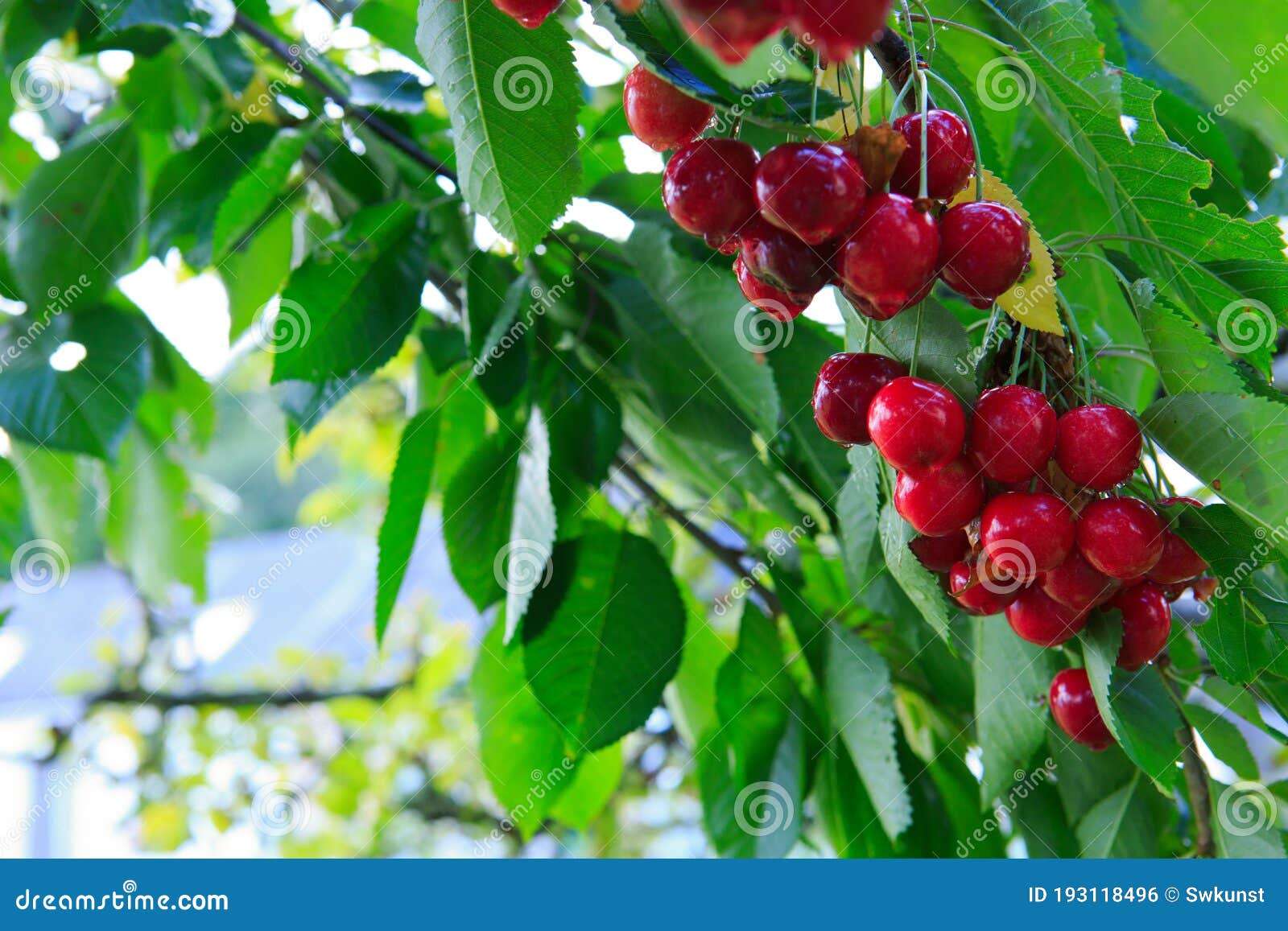 Red Big Cherries Hanging on a Cherry Tree Branch. Stock Photo - Image ...