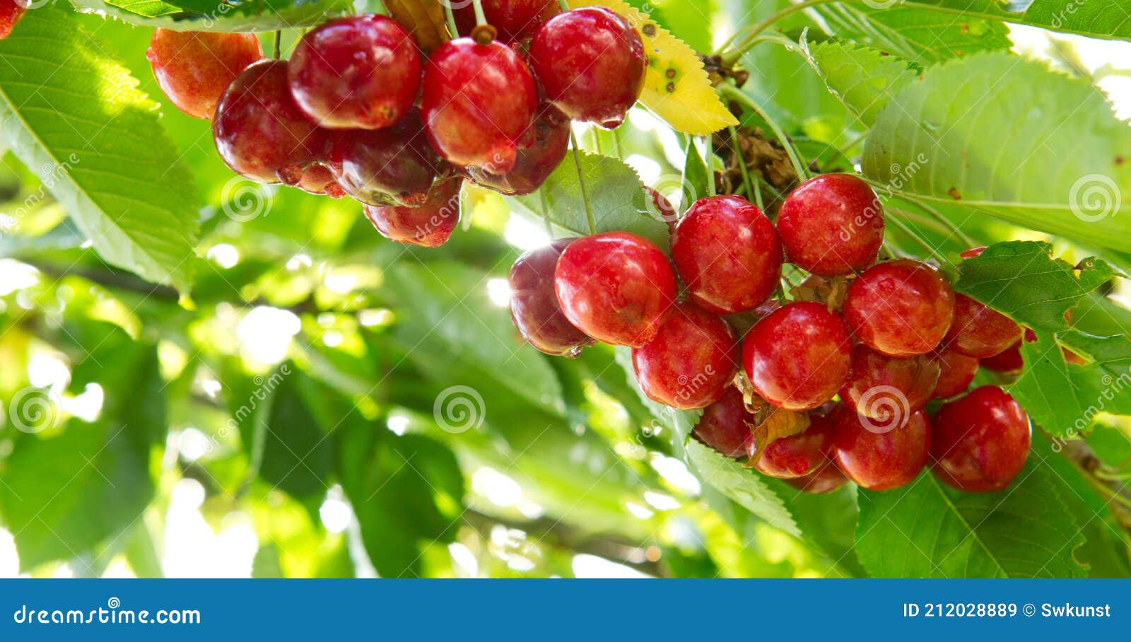 Red Big Cherries Hanging on a Cherry Tree Branch. Stock Image - Image ...