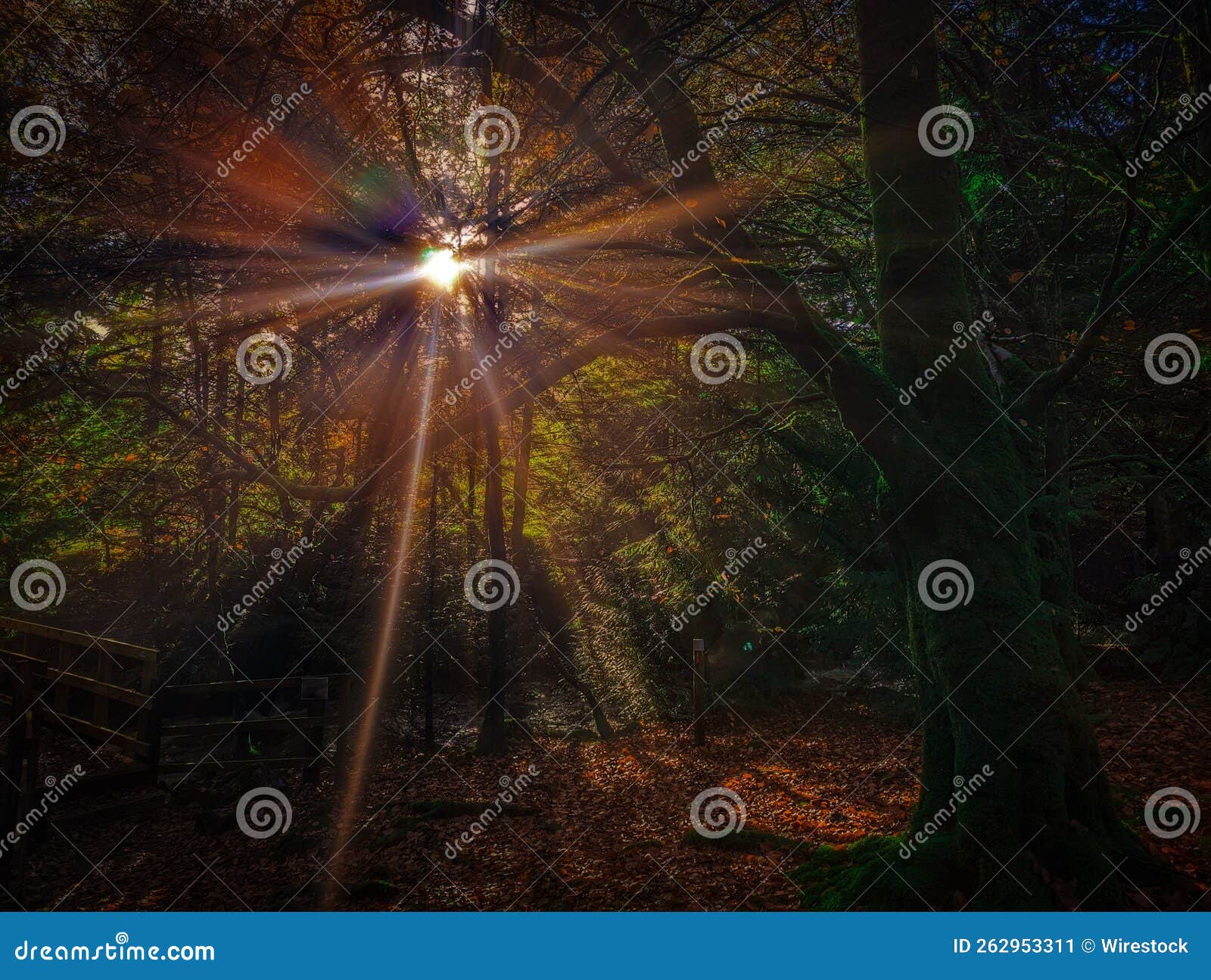 Sun Light Reflecting in the Forest with Trees and Grasses. Stock Image ...