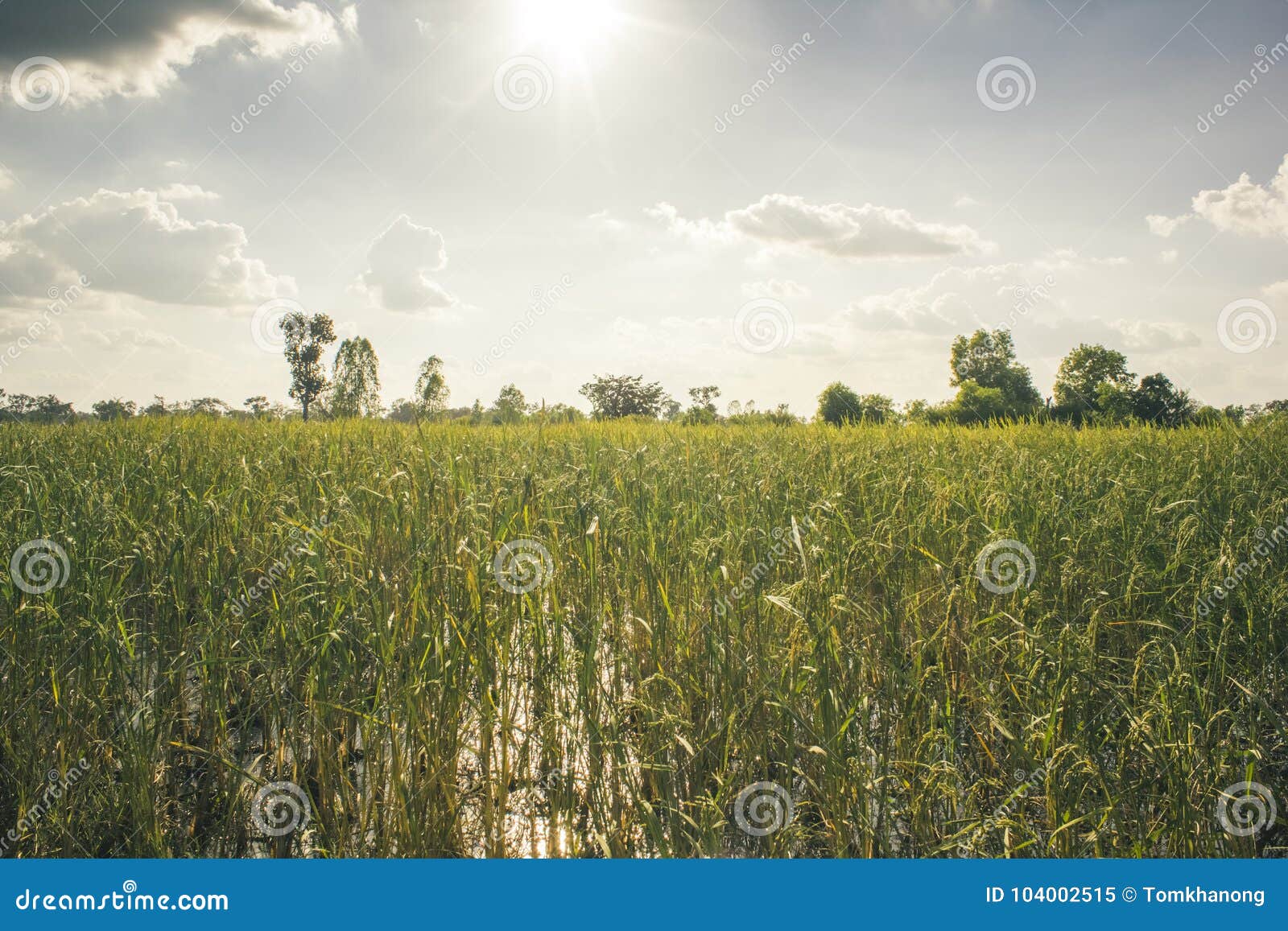 Sun light and rice field stock image. Image of outdoor - 104002515