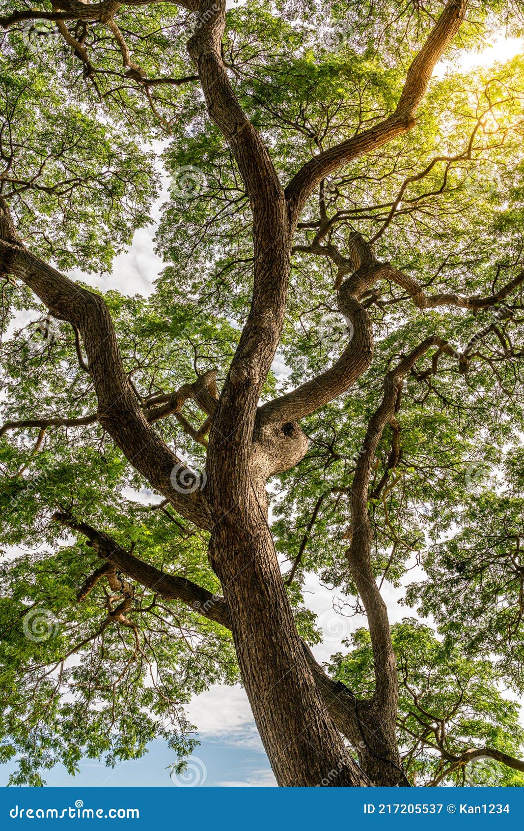 Sun Light Shining through Forest Green Large Tree Stock Image - Image ...