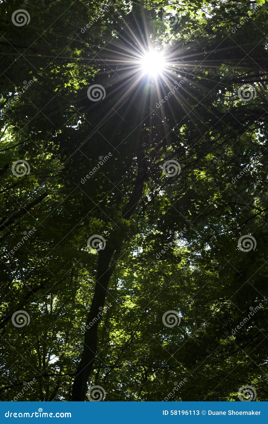 Sun Light Shining through Trees Stock Image - Image of woods, foliage ...