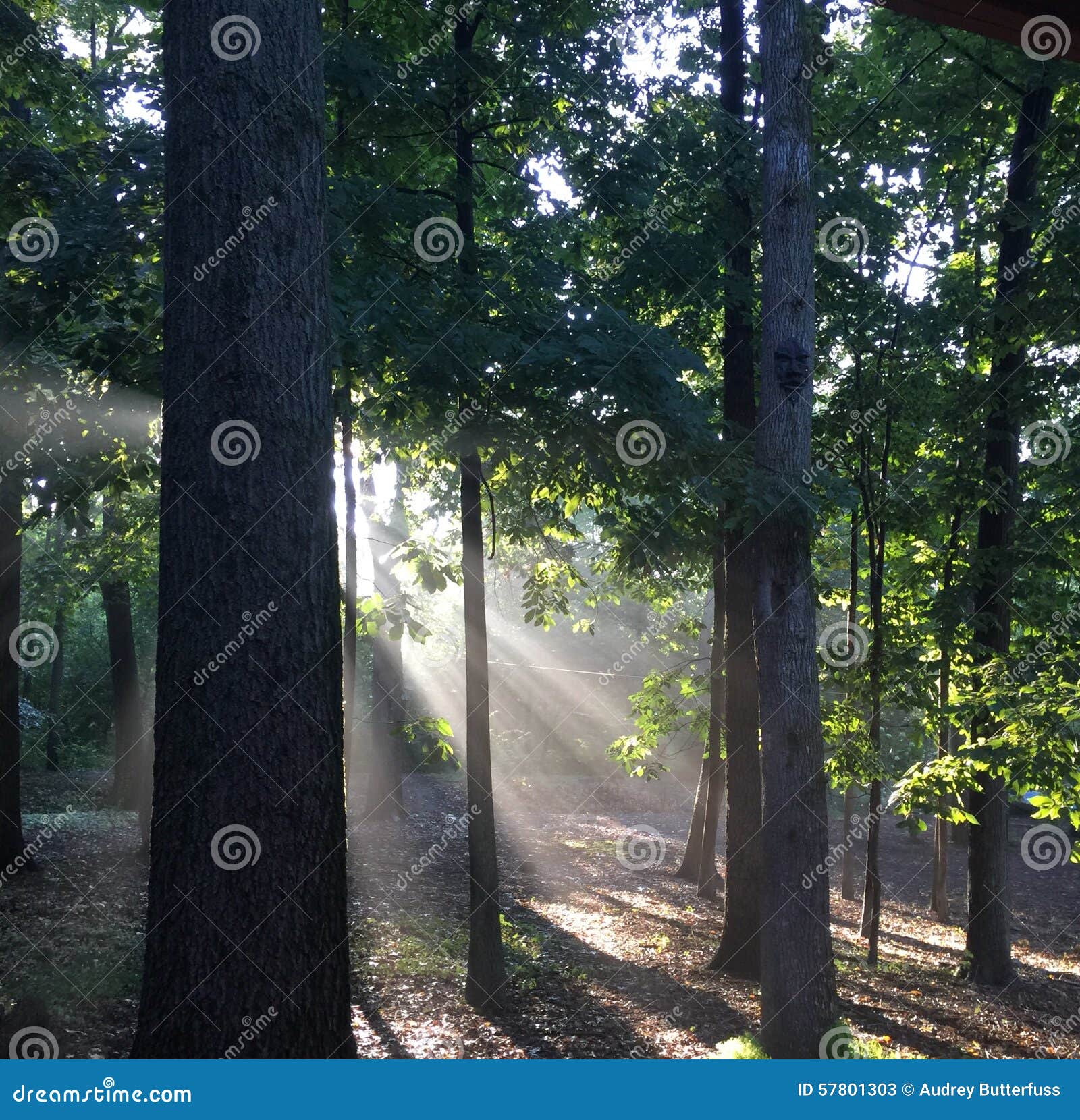 Sun Light Shining through Trees with Green Leaves. Stock Image - Image ...