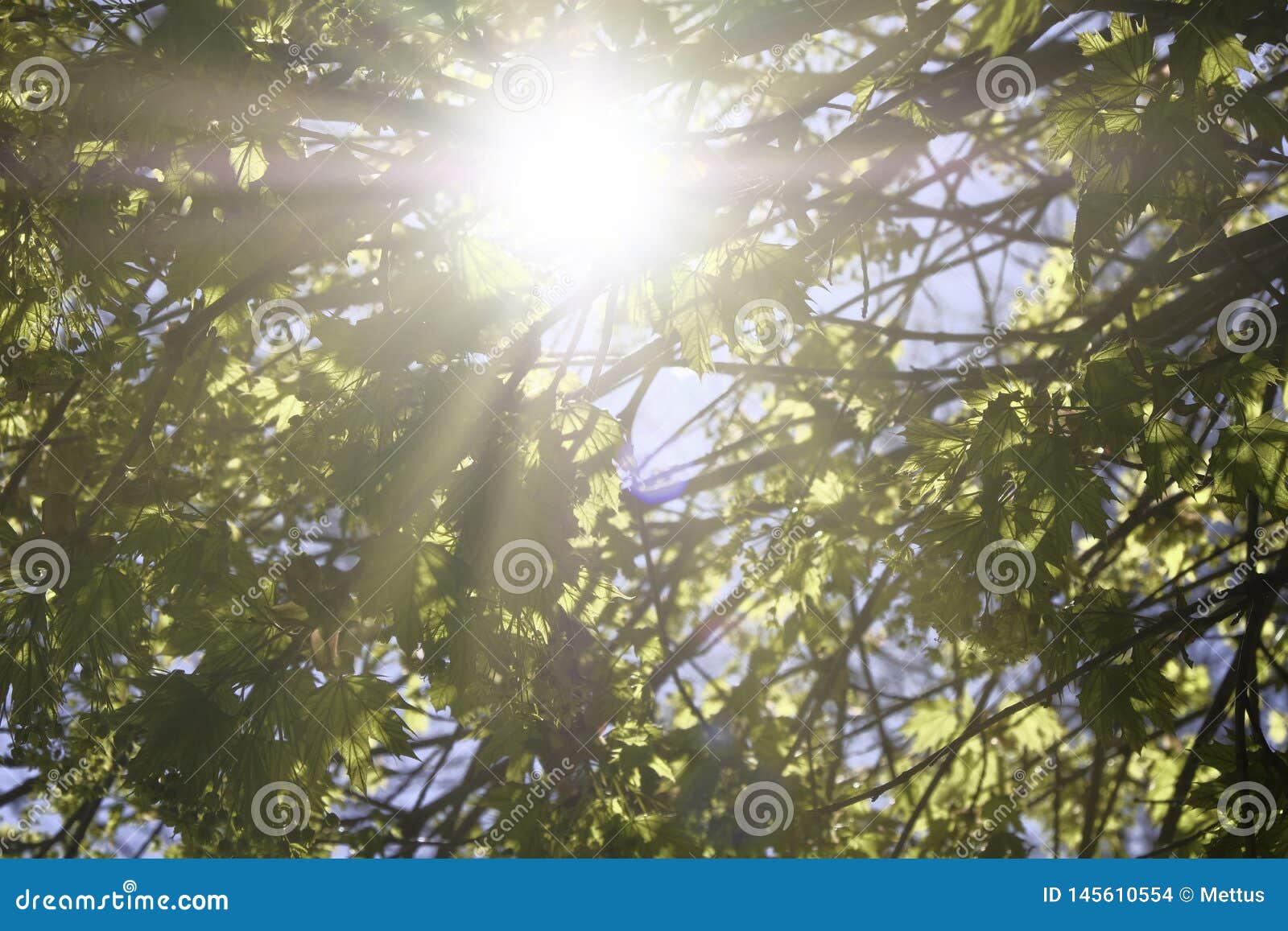 486 Tree Canopy Cover Photos - Free & Royalty-Free Stock Photos from ...