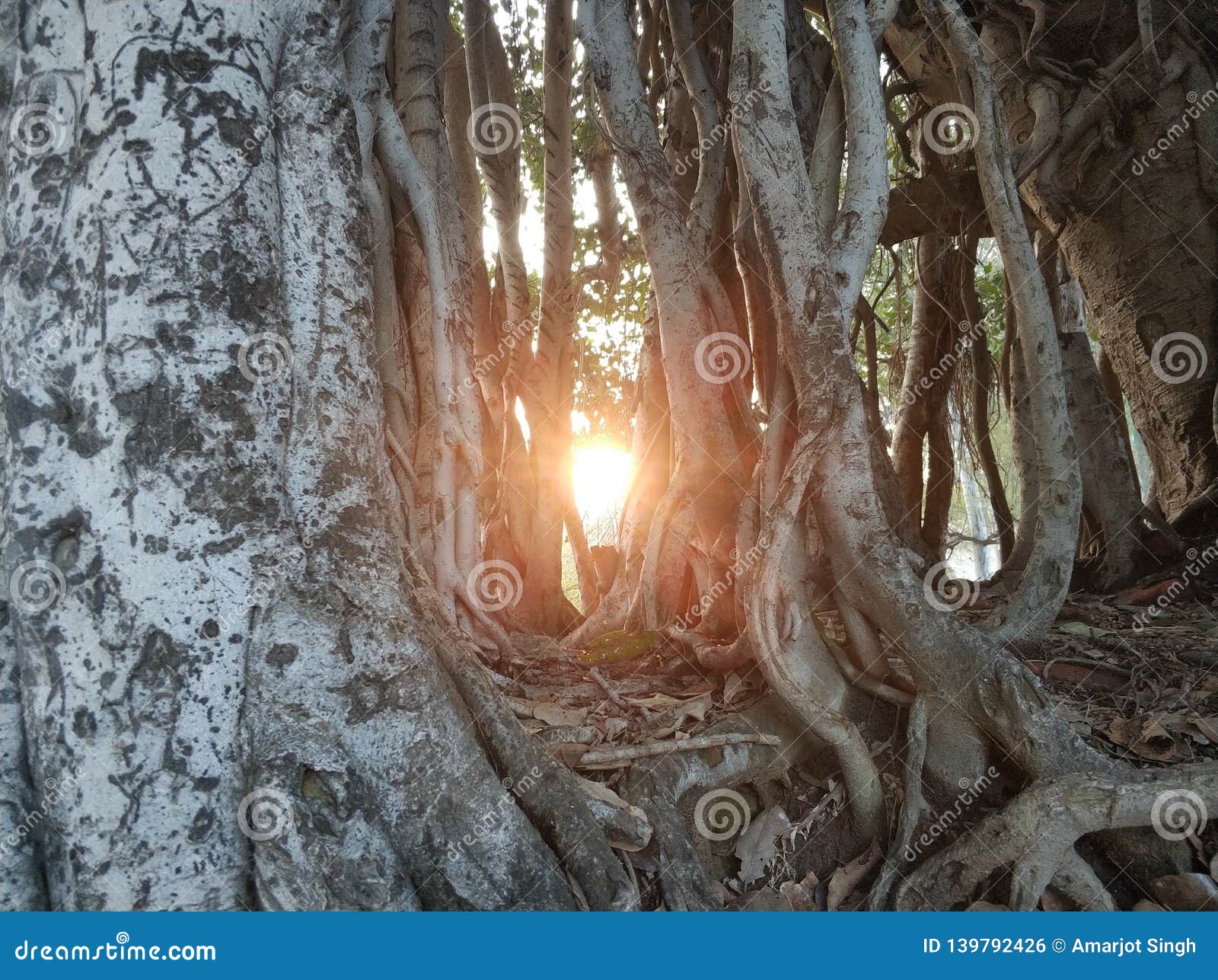 Sun under tree roots stock photo. Image of tree, orange - 139792426