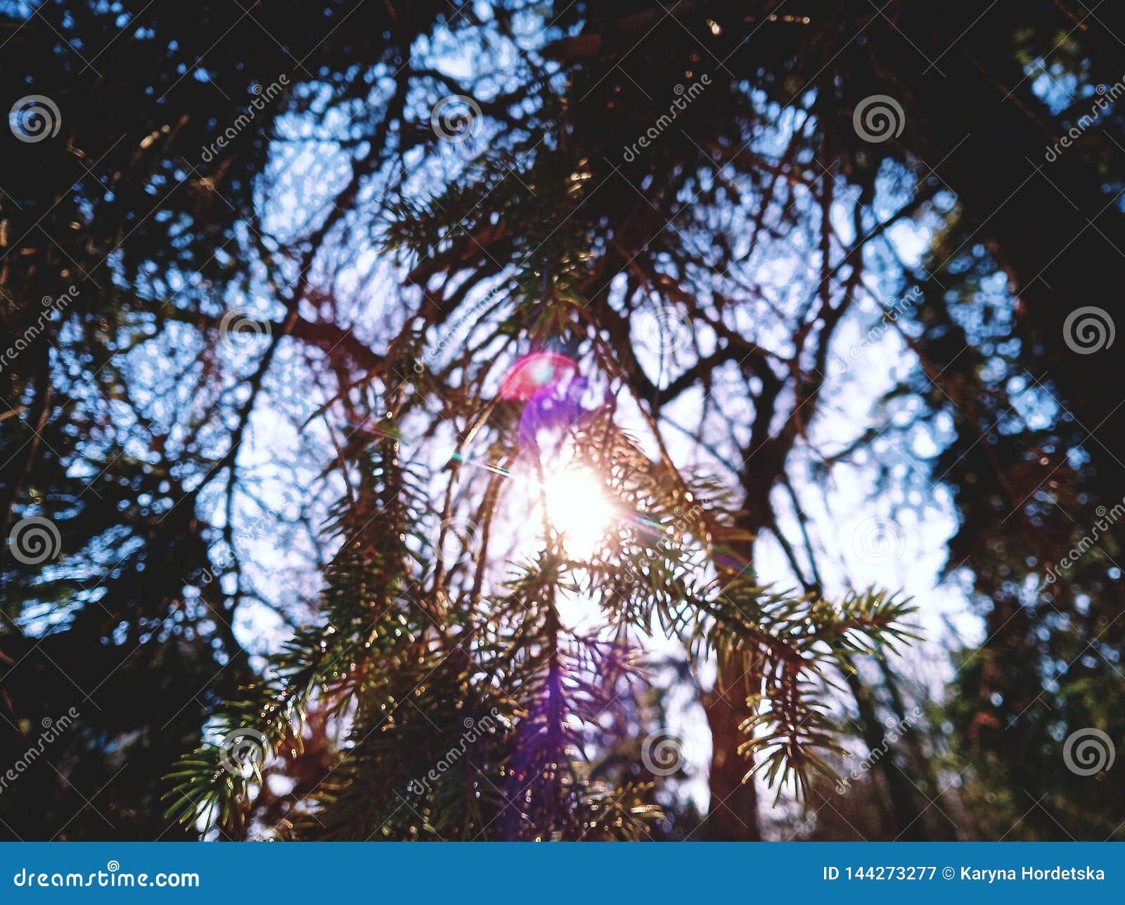 Sun Light through Trees in Spring on Sunny Weather Stock Image - Image ...
