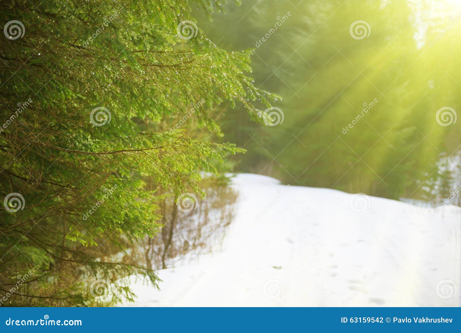 Sun Light in the Winter Forest Stock Photo - Image of pine, rays: 63159542