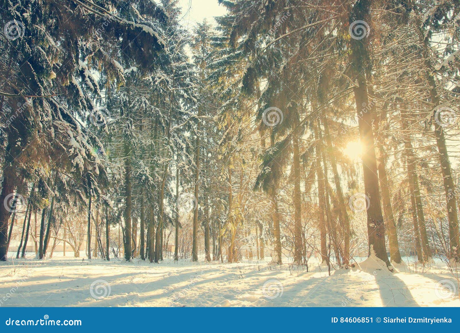 Sun Light in the Winter Forest Stock Image - Image of forest, tree ...