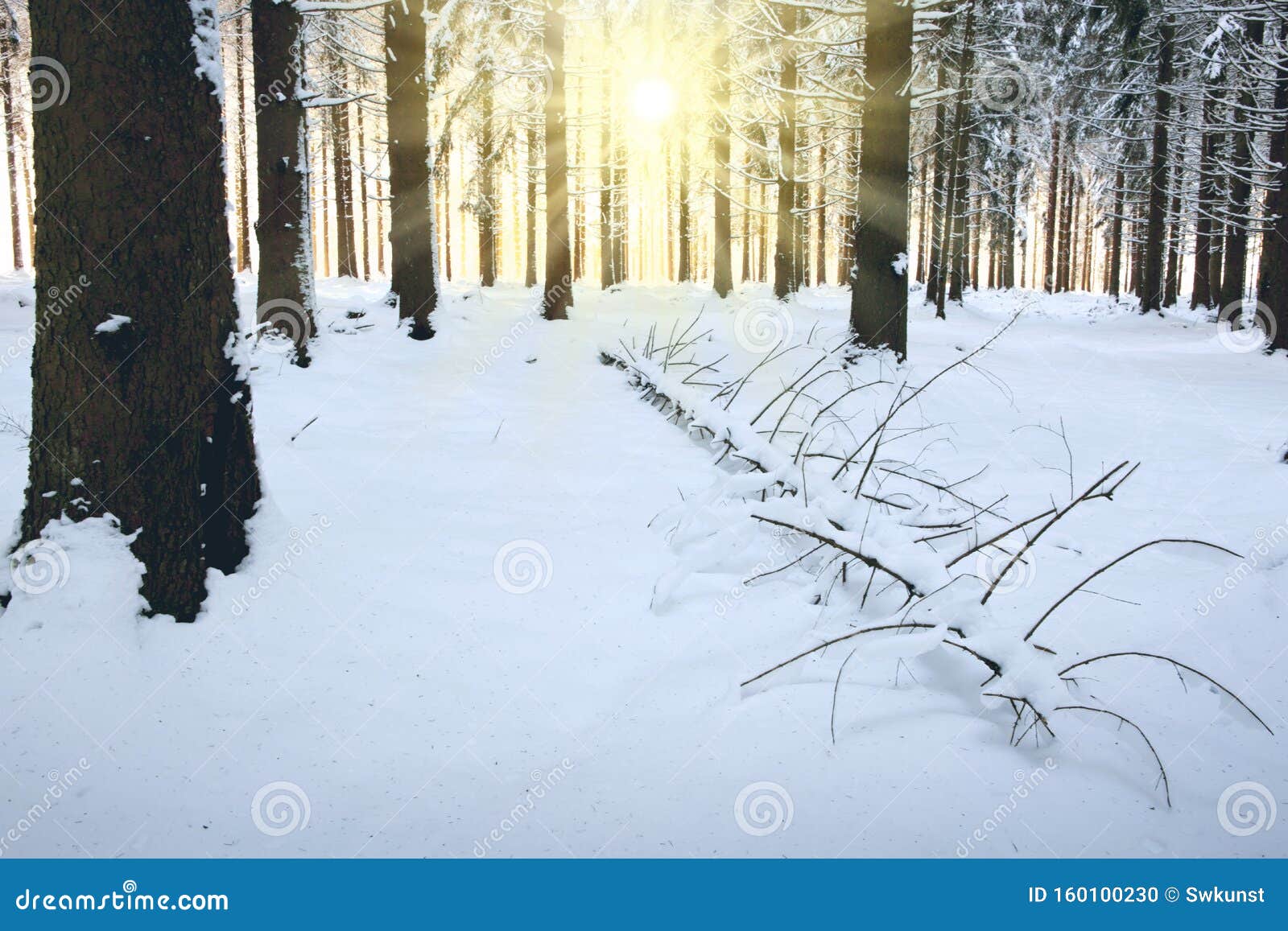 Sun Light in the Winter Forest with White Fresh Snow and Pine Trees ...