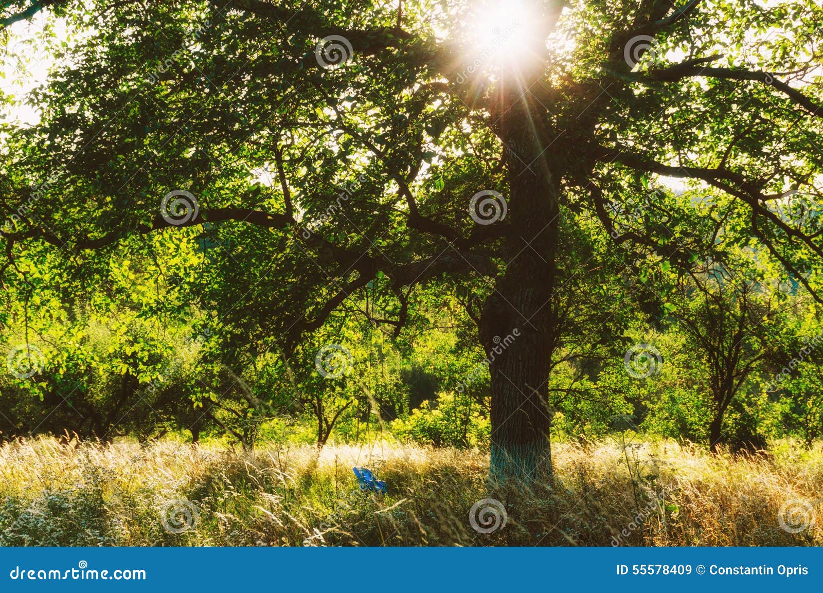 Sun lighted tree stock image. Image of summer, light - 55578409