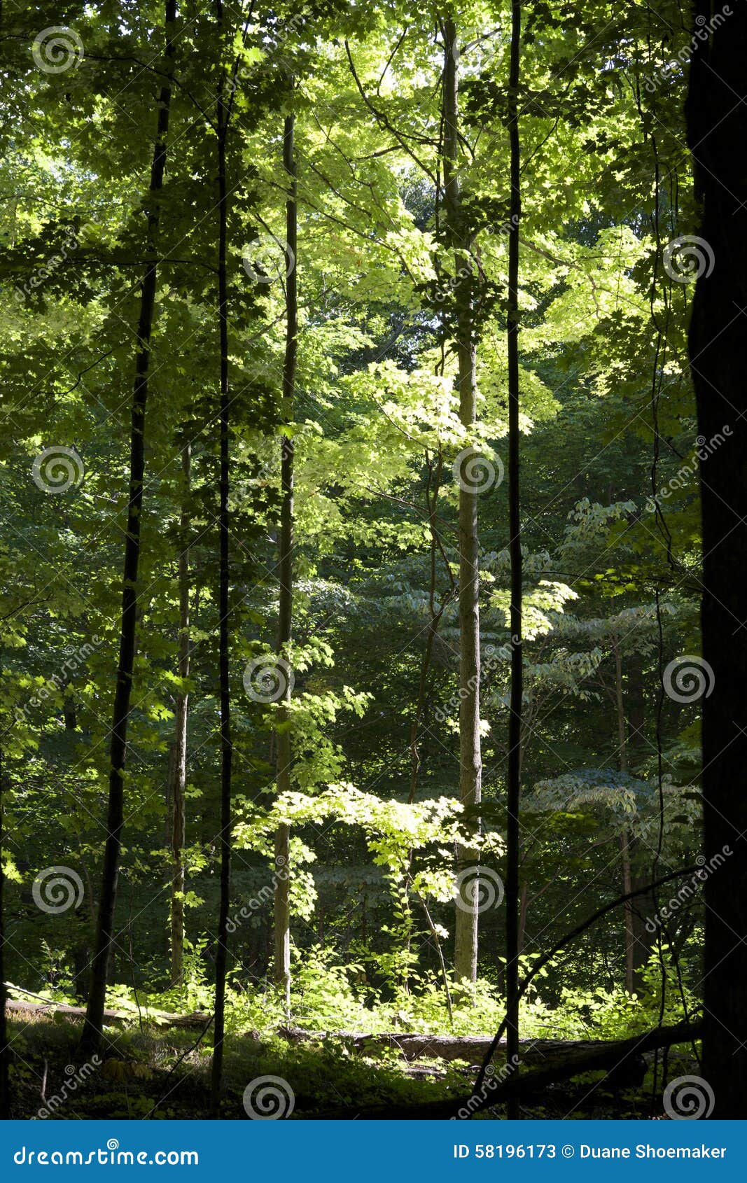 Sun Lighted Trees in the Forest Stock Image - Image of shining, lighted ...