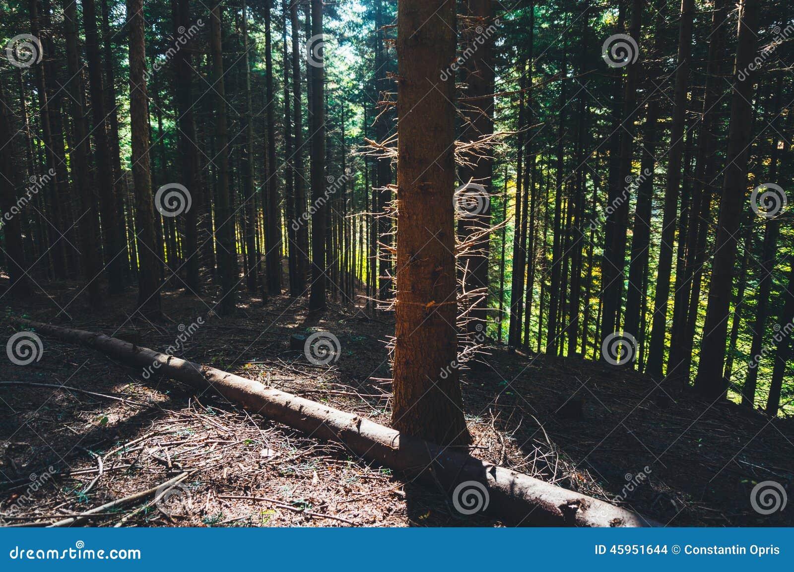 Sun Lighted Trees Stock Photography | CartoonDealer.com #45951644