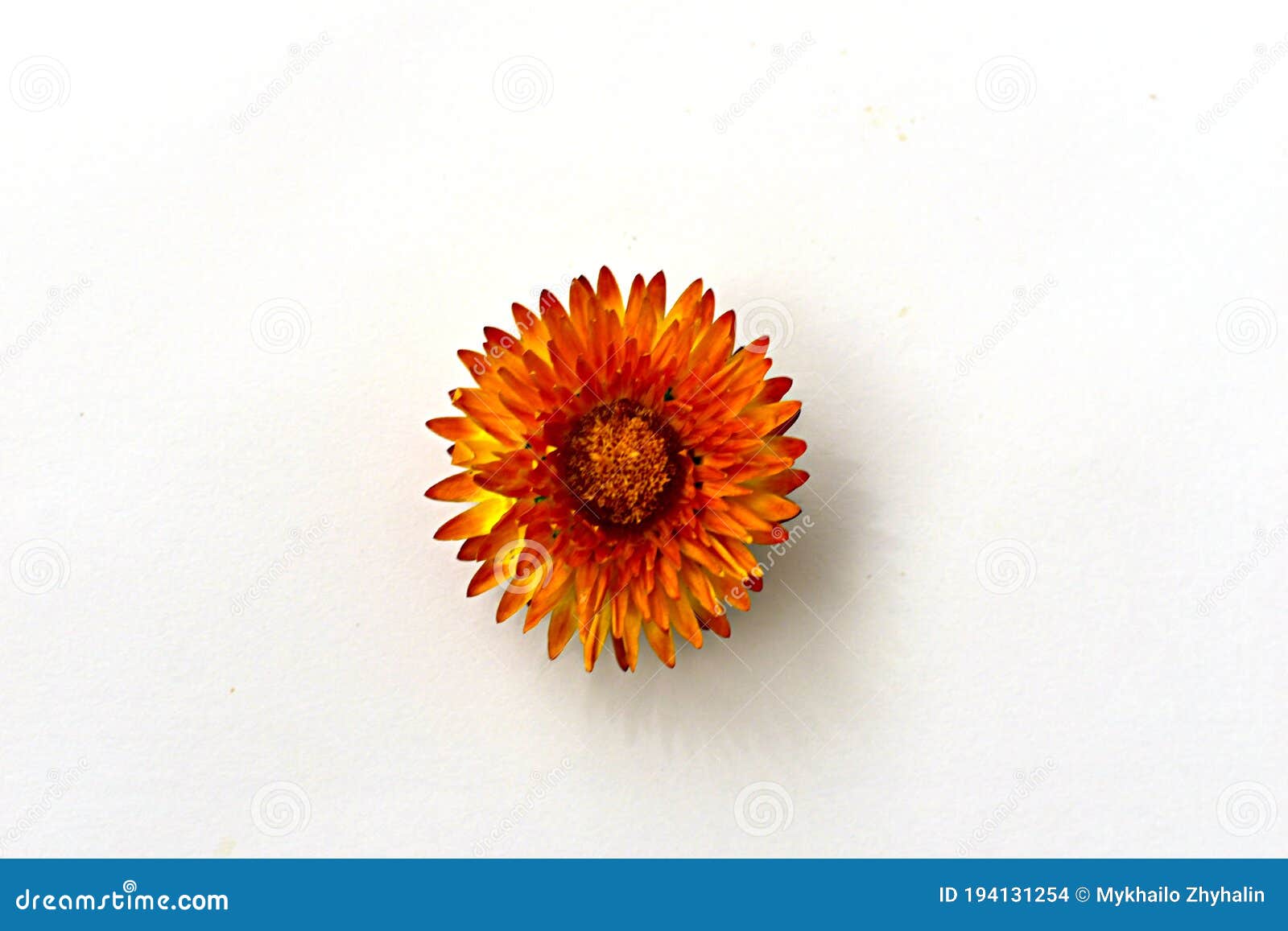 The Sun-like Aster Flower Lies on White. Stock Photo - Image of lies ...