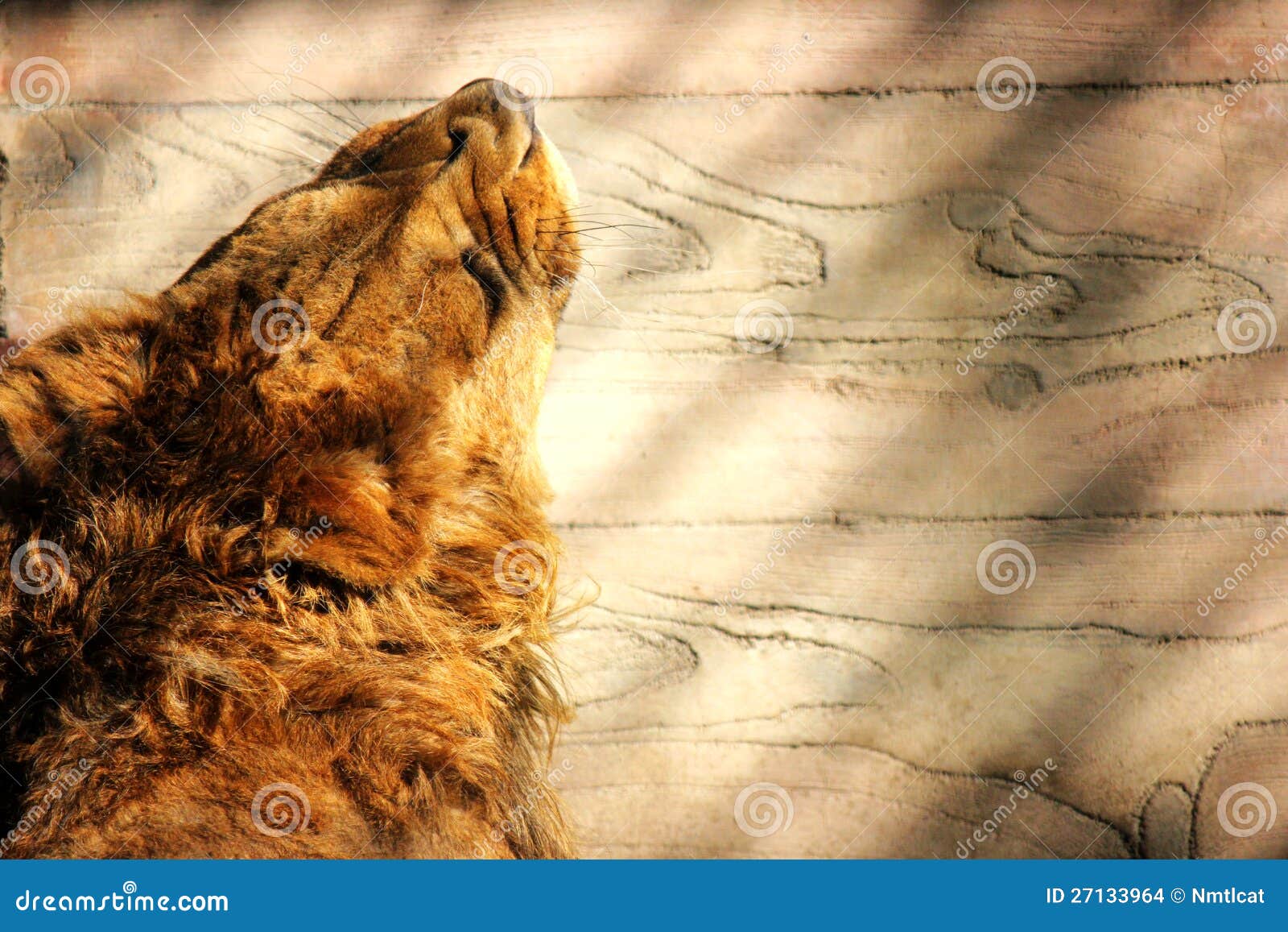 The sun lion stock photo. Image of sunshine, power, animals - 27133964
