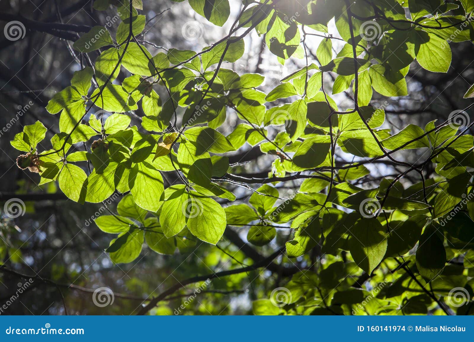 Sun Lit Leaves on a Tree As a Background Stock Photo - Image of serene ...