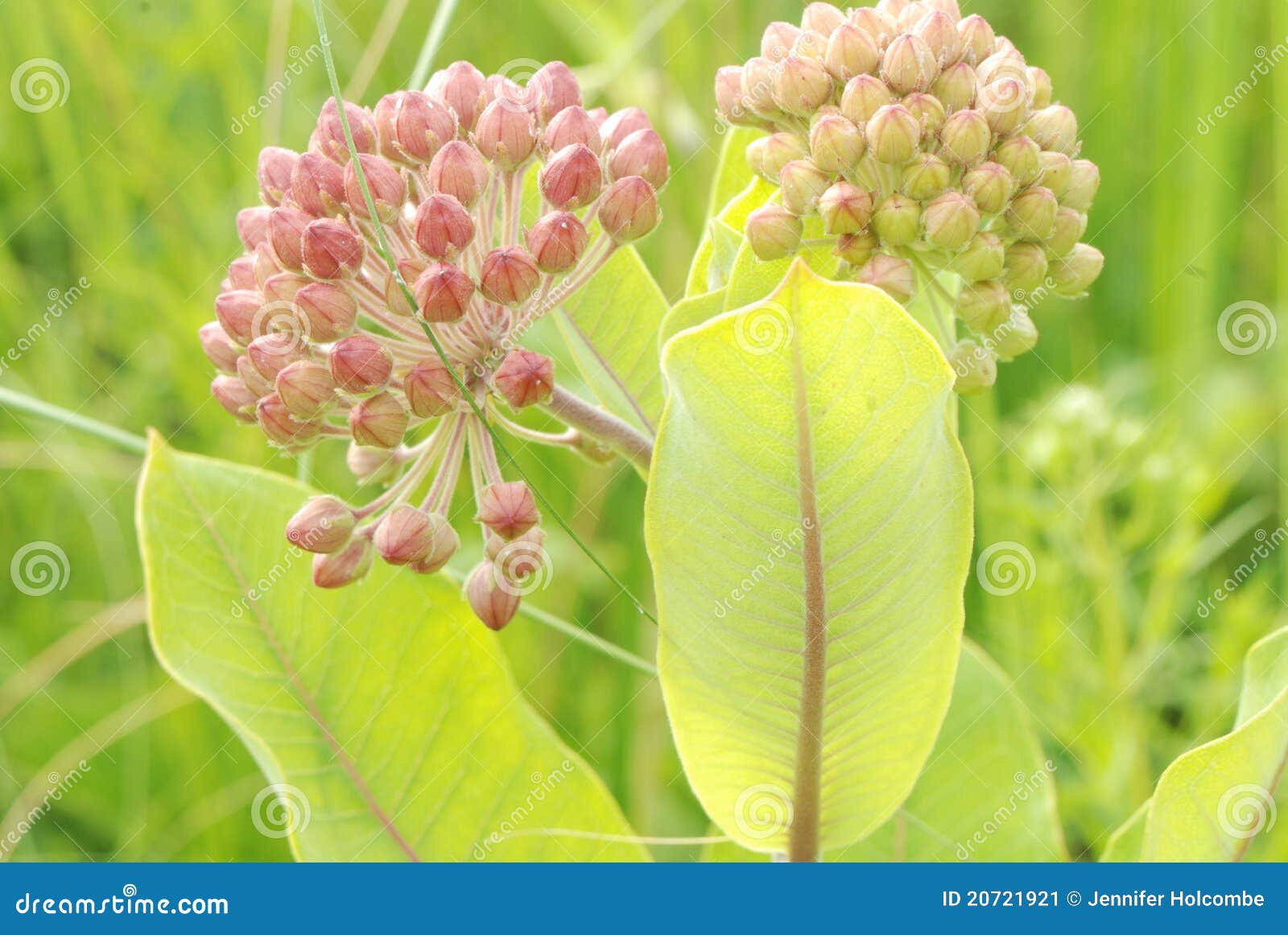 Sun Lit Milkweed Flowers Growing in a Meadow Stock Image - Image of ...