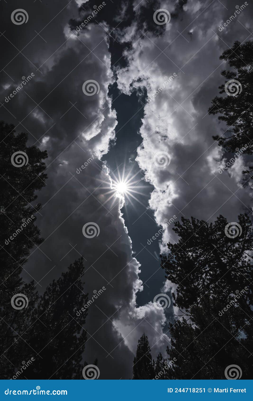 Blocking the sun stock image. Image of nature, fluffy - 244718251