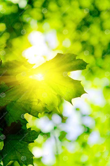 Sun through maple leaf stock photo. Image of colour, shine - 13281674
